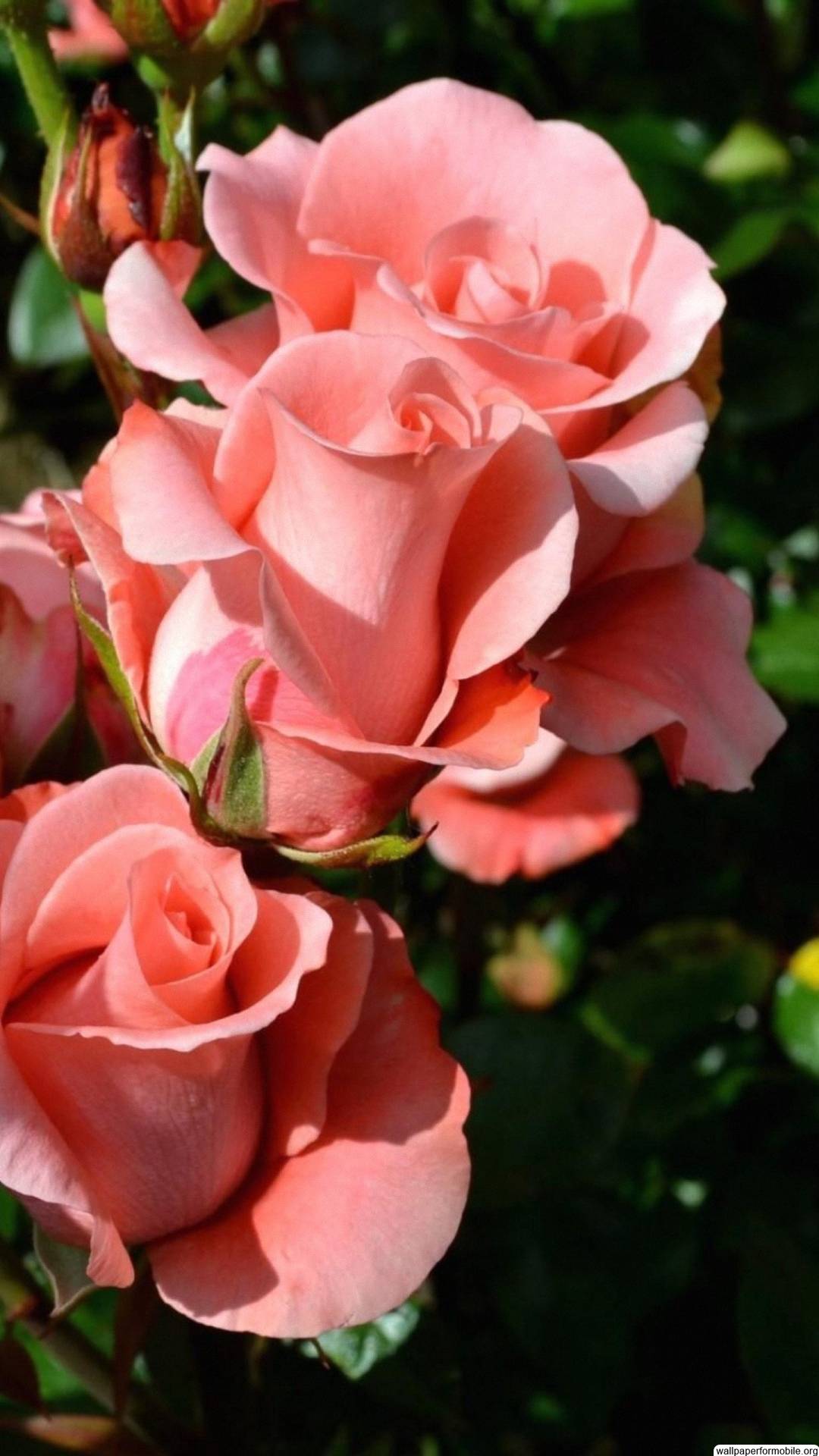 Rose Mobile Wallpapers - Top Free Rose Mobile Backgrounds - WallpaperAccess