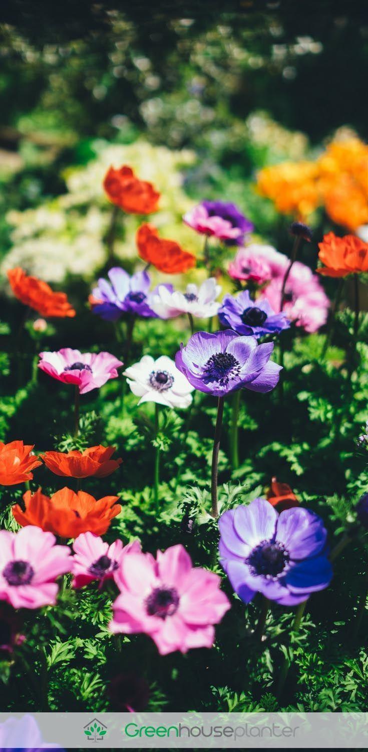 Garden iPhone Wallpapers - Top Free Garden iPhone Backgrounds ...