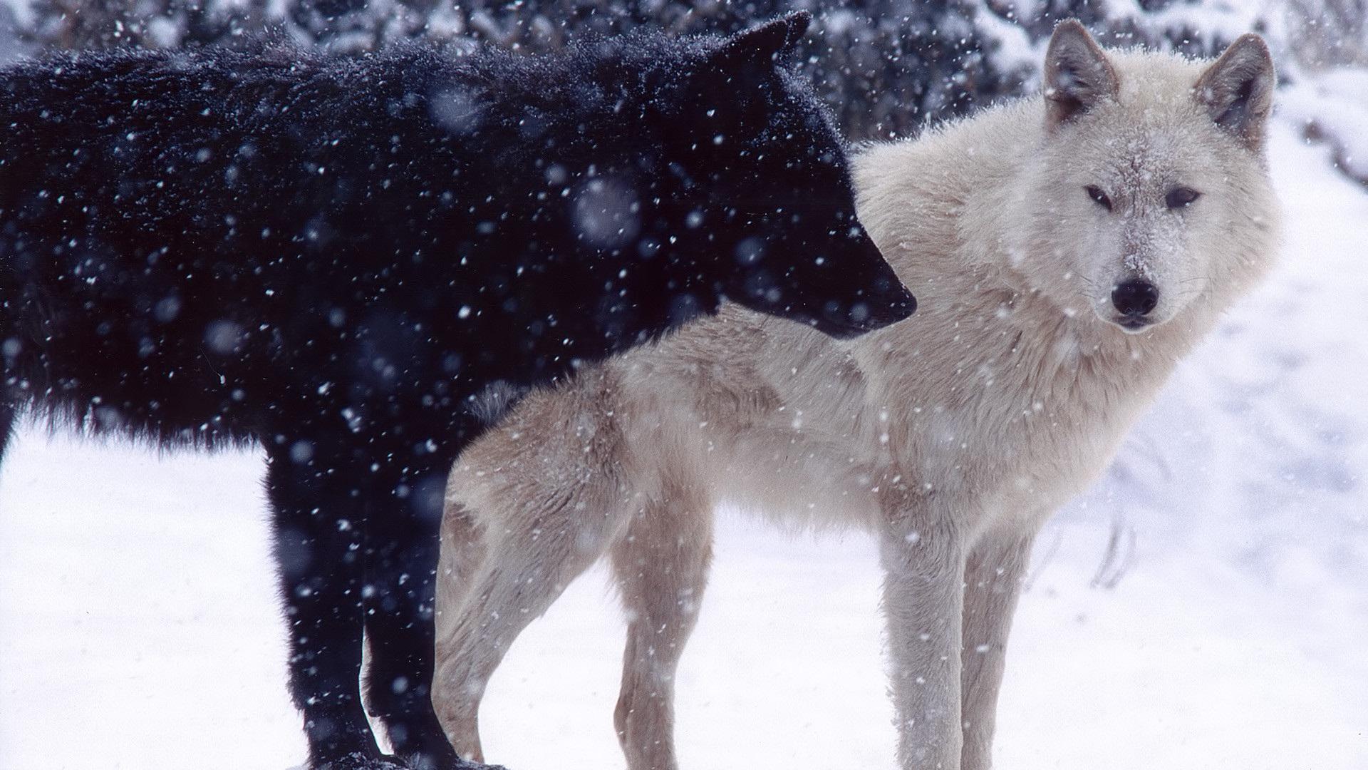 1920X1080 HD Wolf Wallpapers - Top Free 1920X1080 HD Wolf Backgrounds ...