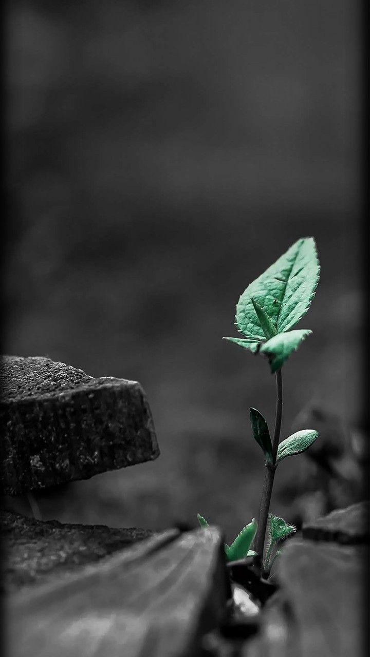 Growth Wallpapers - Top Free Growth Backgrounds - WallpaperAccess