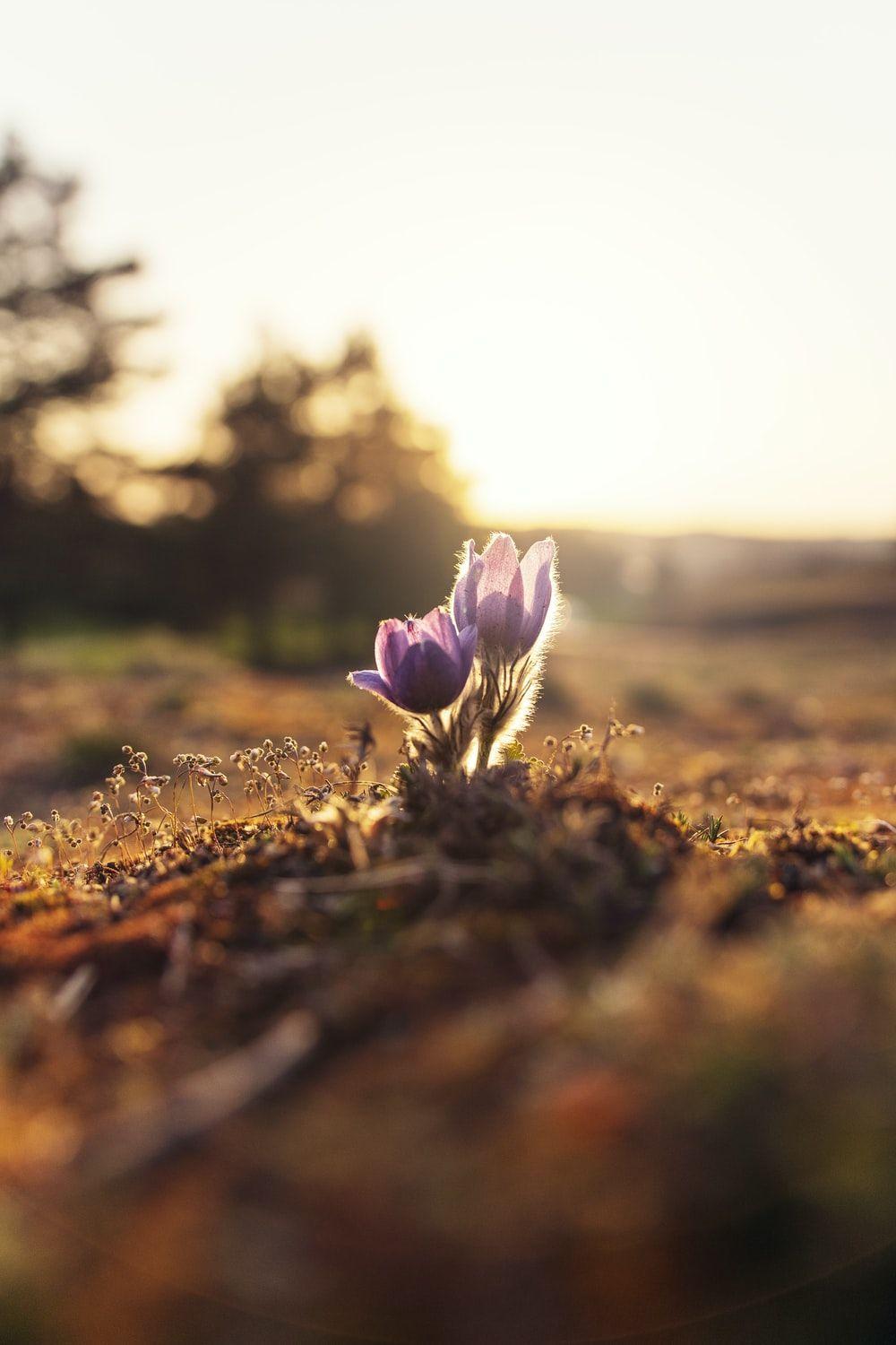 Growth Wallpapers - Top Free Growth Backgrounds - WallpaperAccess