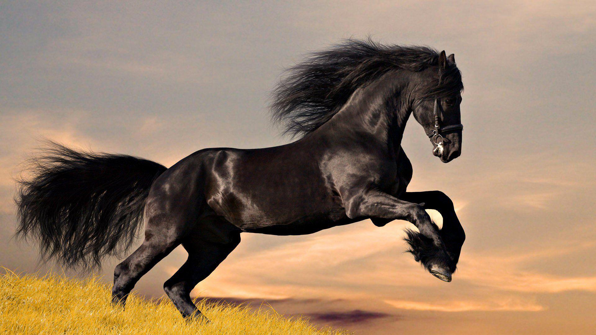1920X1080 HD Horse Wallpapers - Top Free 1920X1080 HD Horse Backgrounds ...