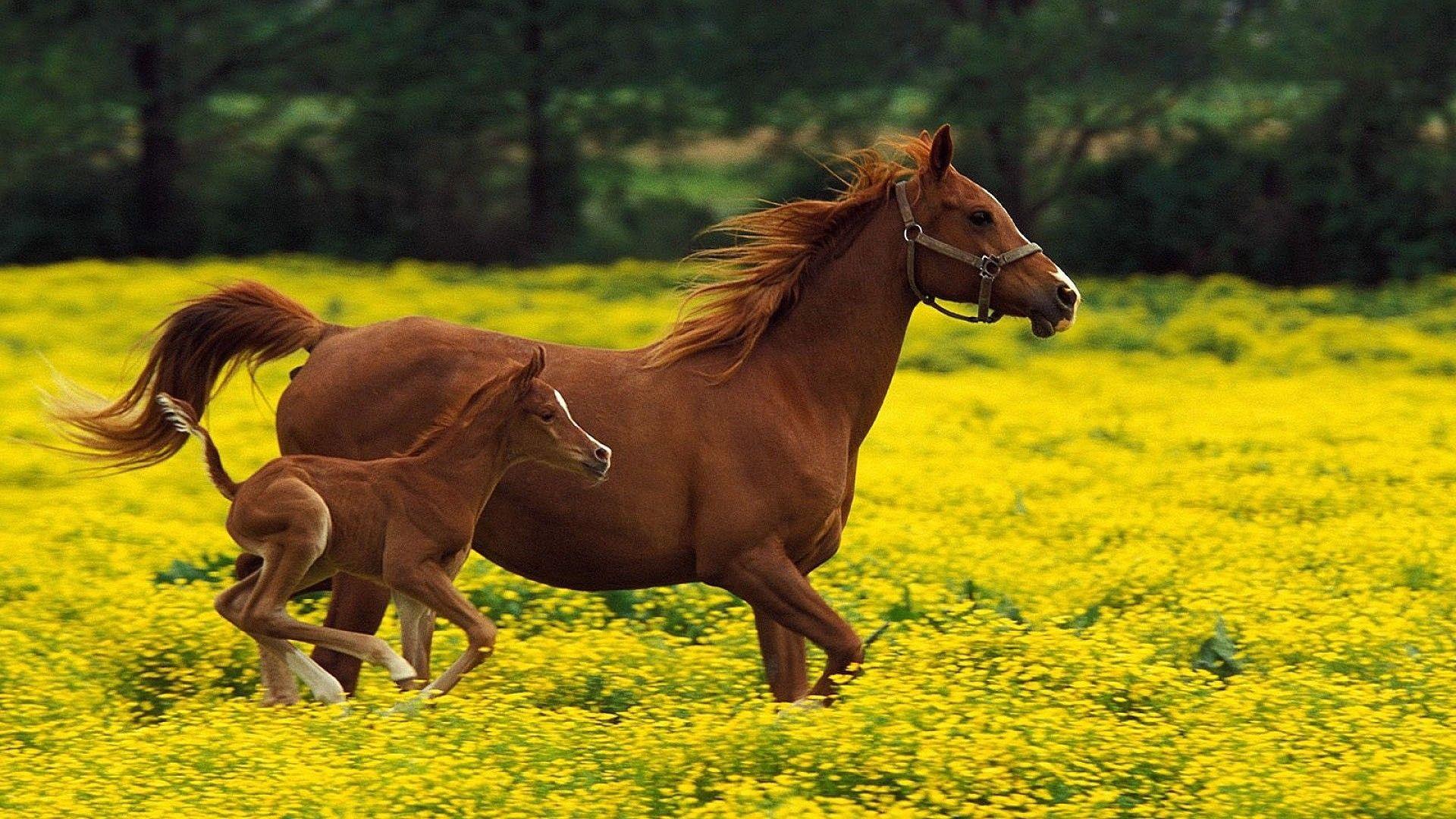 1920X1080 Horse Wallpapers - Top Free 1920X1080 Horse Backgrounds ...
