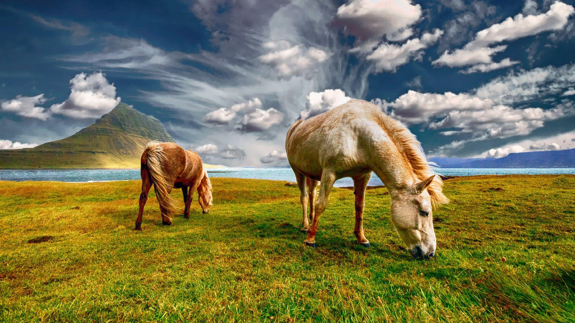 1920X1080 HD Horse Wallpapers - Top Free 1920X1080 HD Horse Backgrounds ...