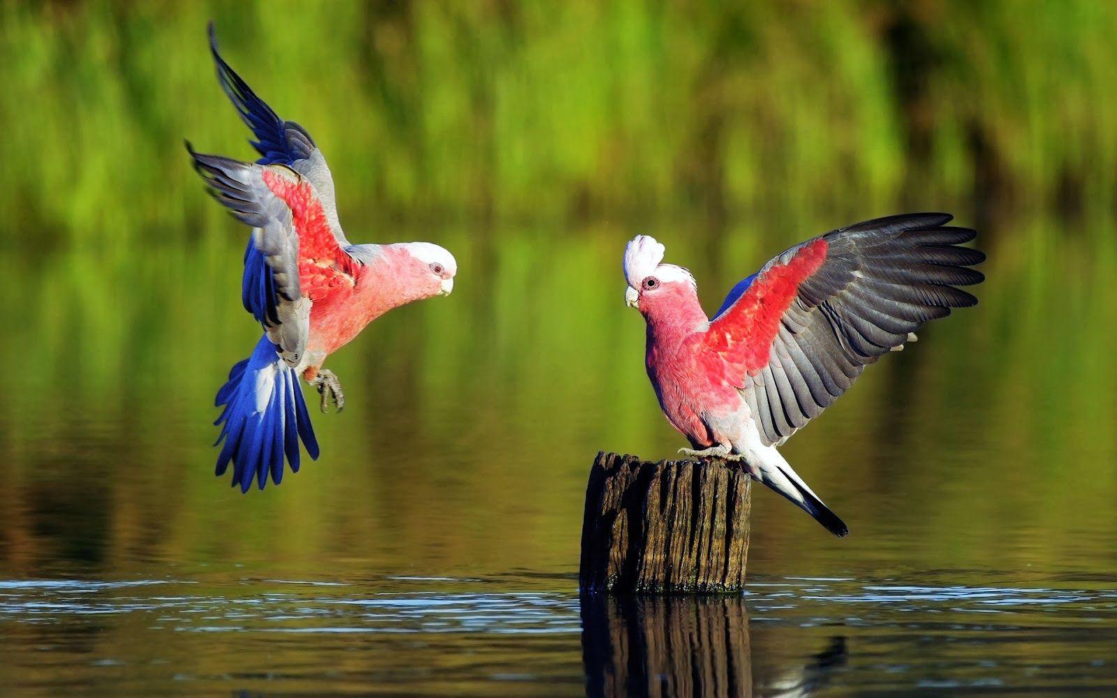 Beautiful Birds HD Wallpapers - Top Free Beautiful Birds HD Backgrounds ...