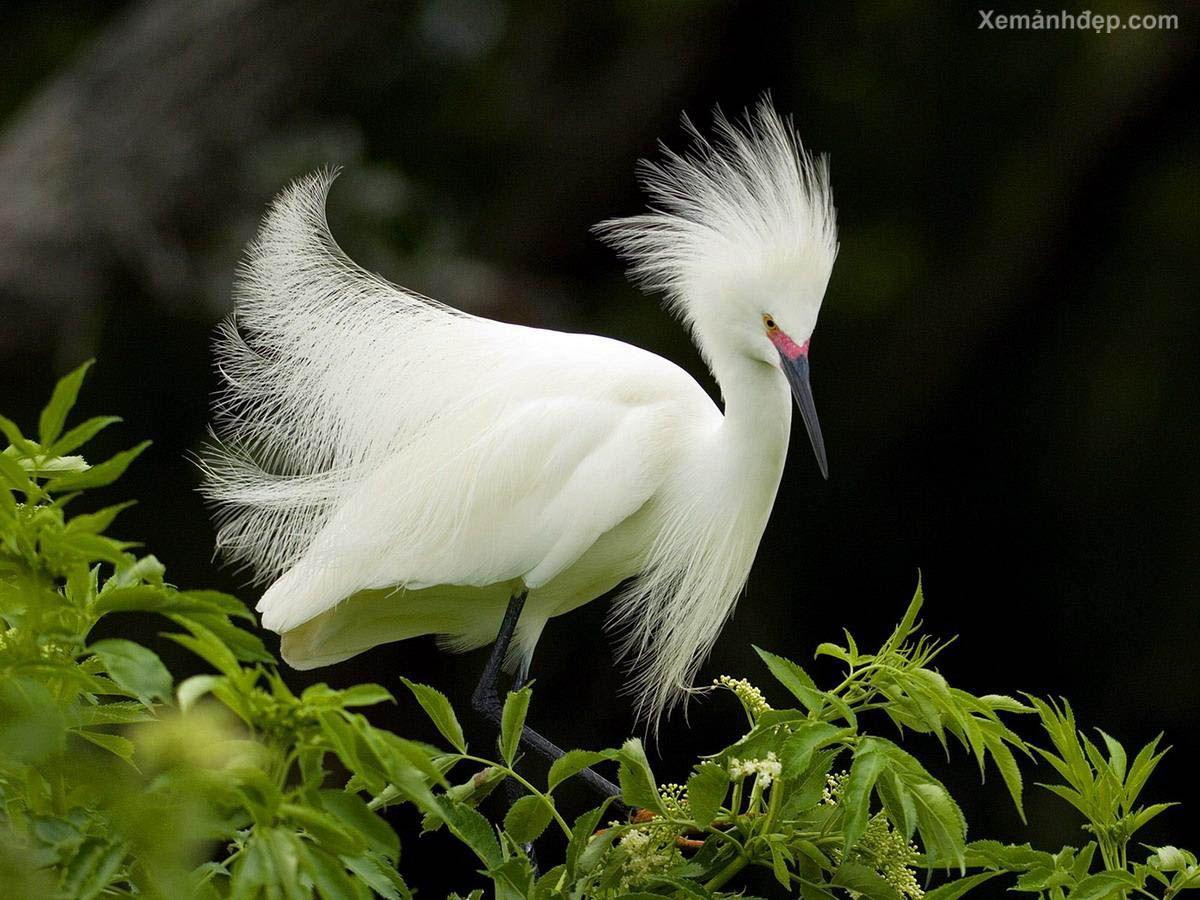 Beautiful Birds HD Wallpapers - Top Free Beautiful Birds HD Backgrounds ...