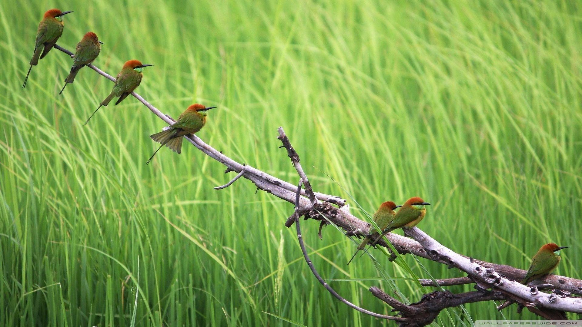 Beautiful Birds HD Wallpapers - Top Free Beautiful Birds HD Backgrounds ...