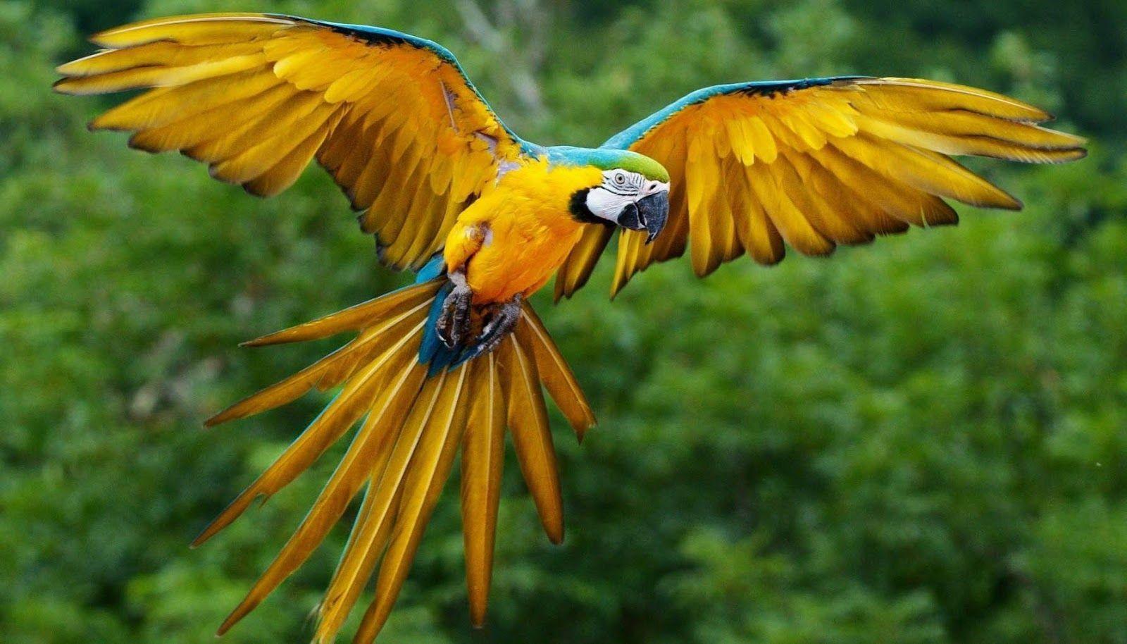 Beautiful Birds HD Wallpapers - Top Free Beautiful Birds HD Backgrounds ...