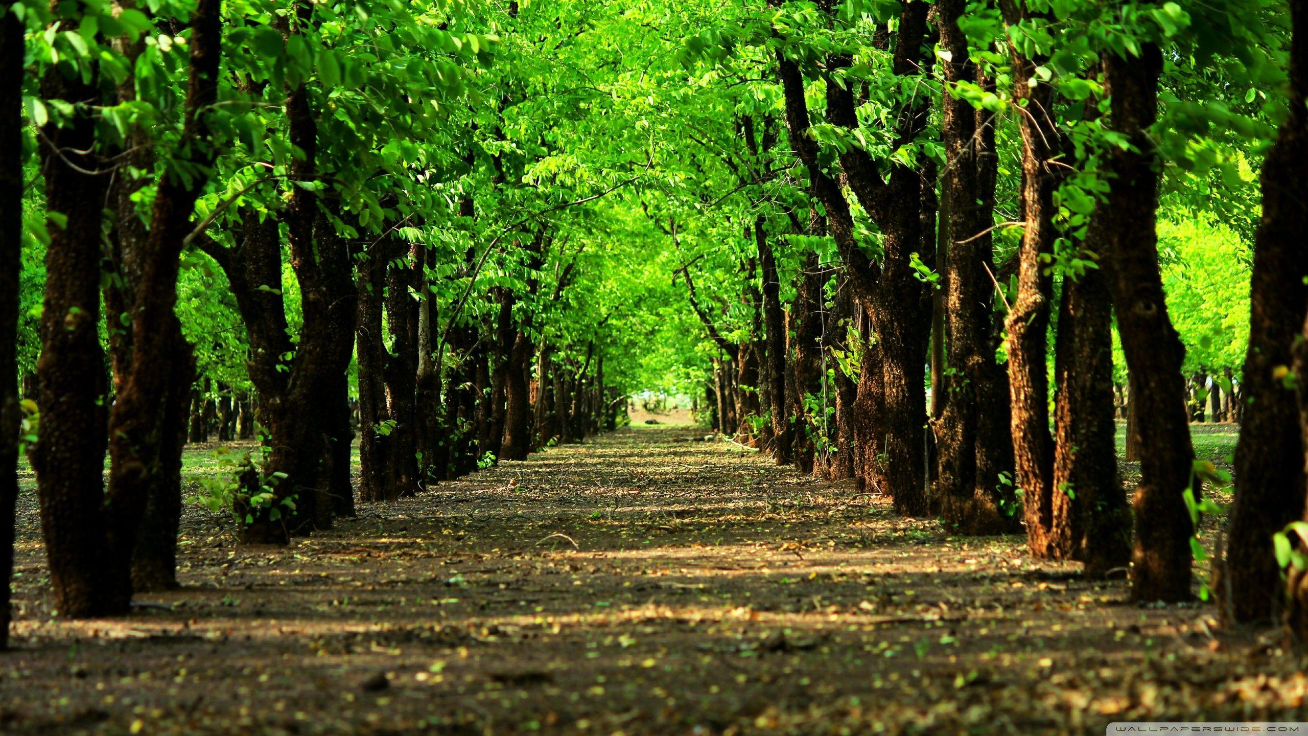 Trees Desktop Wallpapers - Top Free Trees Desktop Backgrounds ...