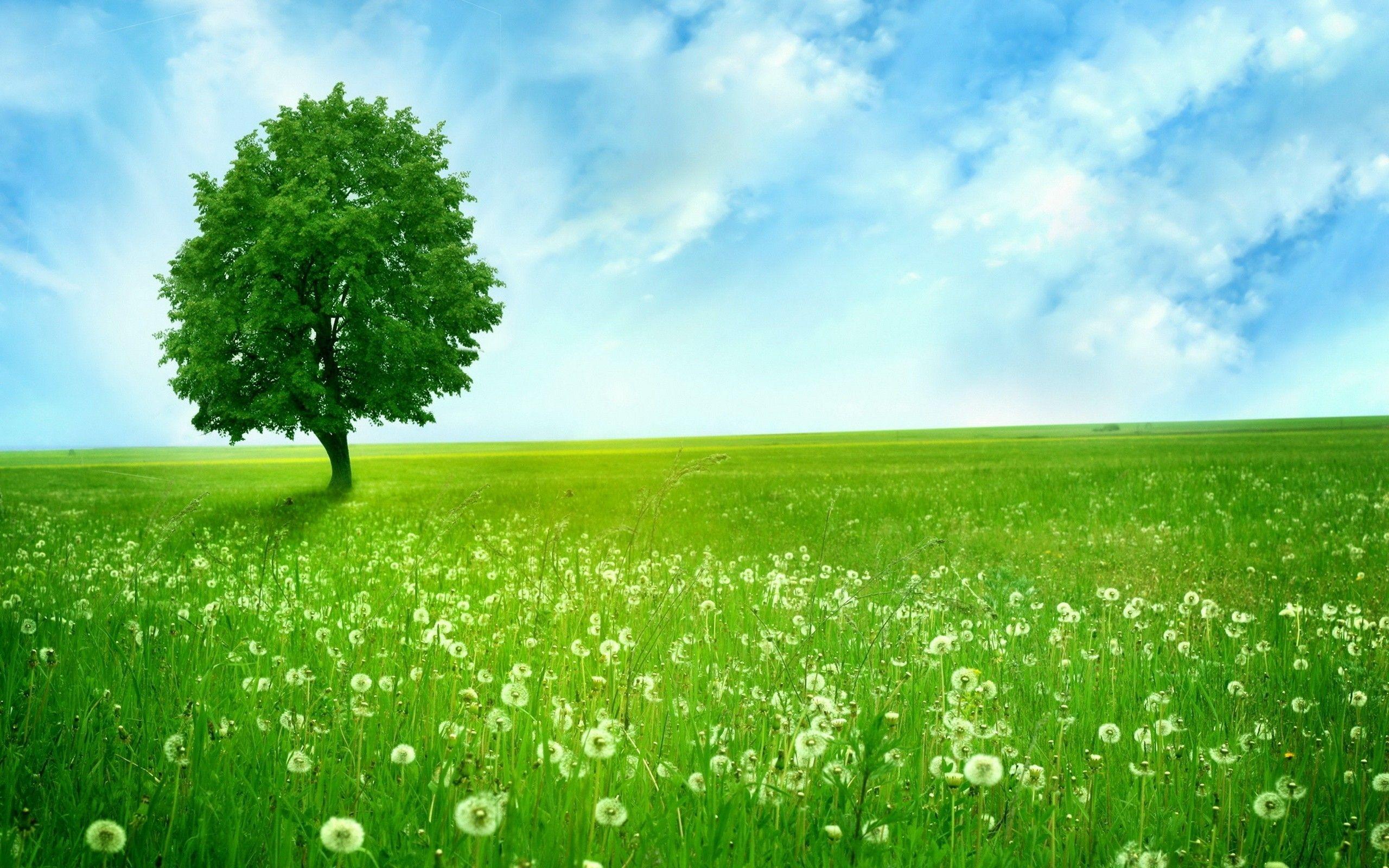 Cool Tree Desktop Wallpapers - Top Free Cool Tree Desktop Backgrounds ...