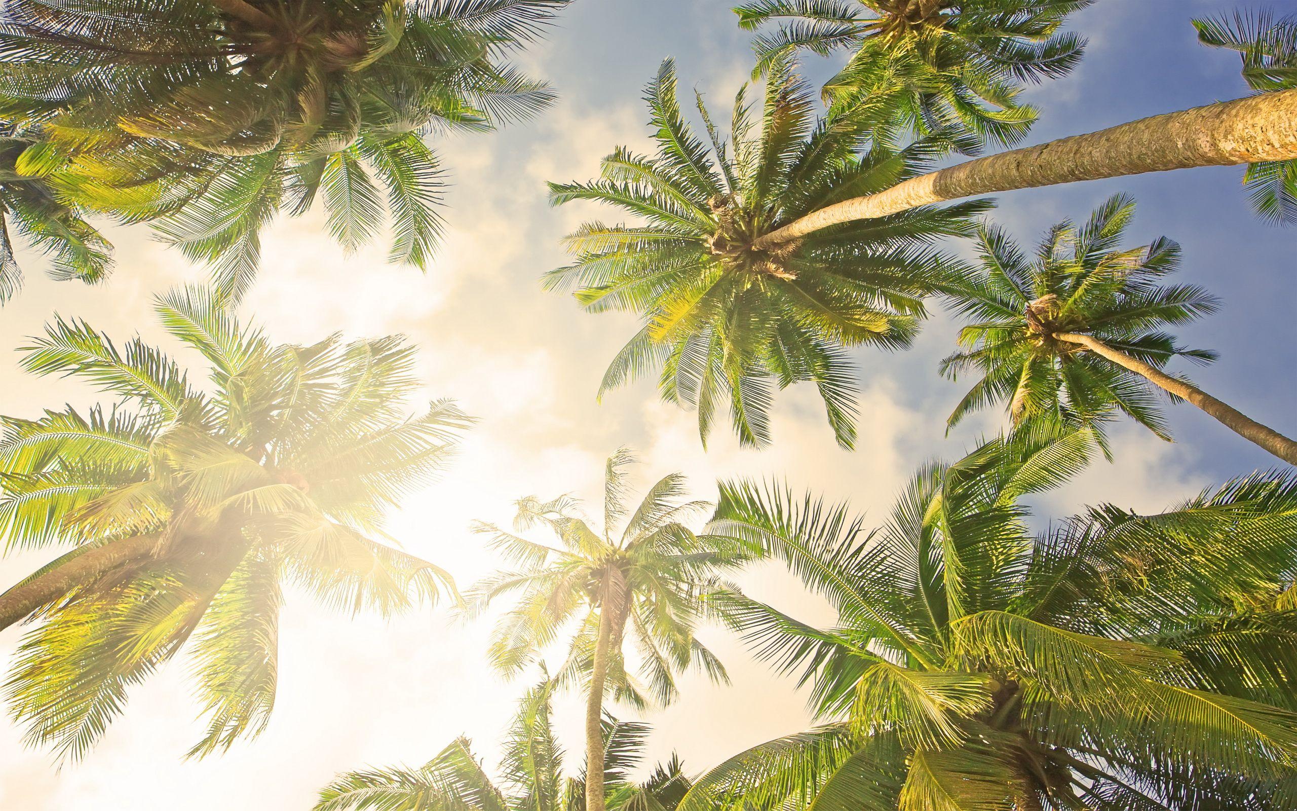Trees Desktop Wallpapers - Top Free Trees Desktop Backgrounds ...