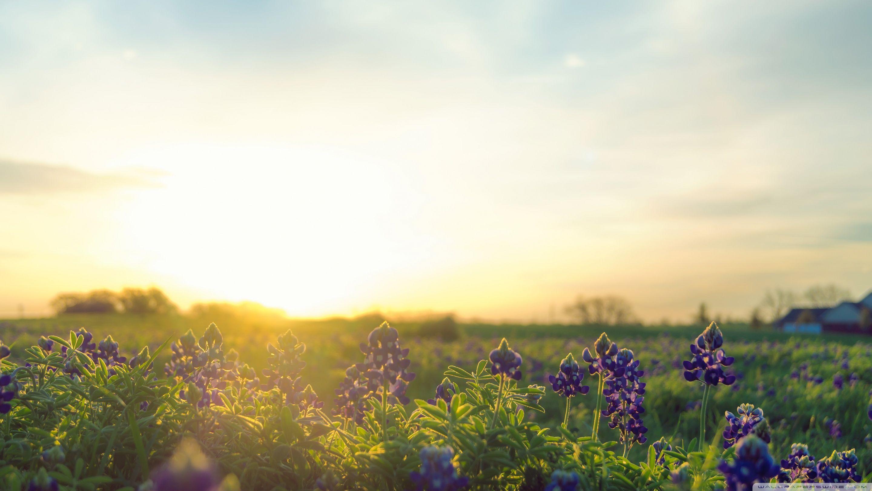 Spring Sunrise Wallpapers - Top Free Spring Sunrise Backgrounds ...
