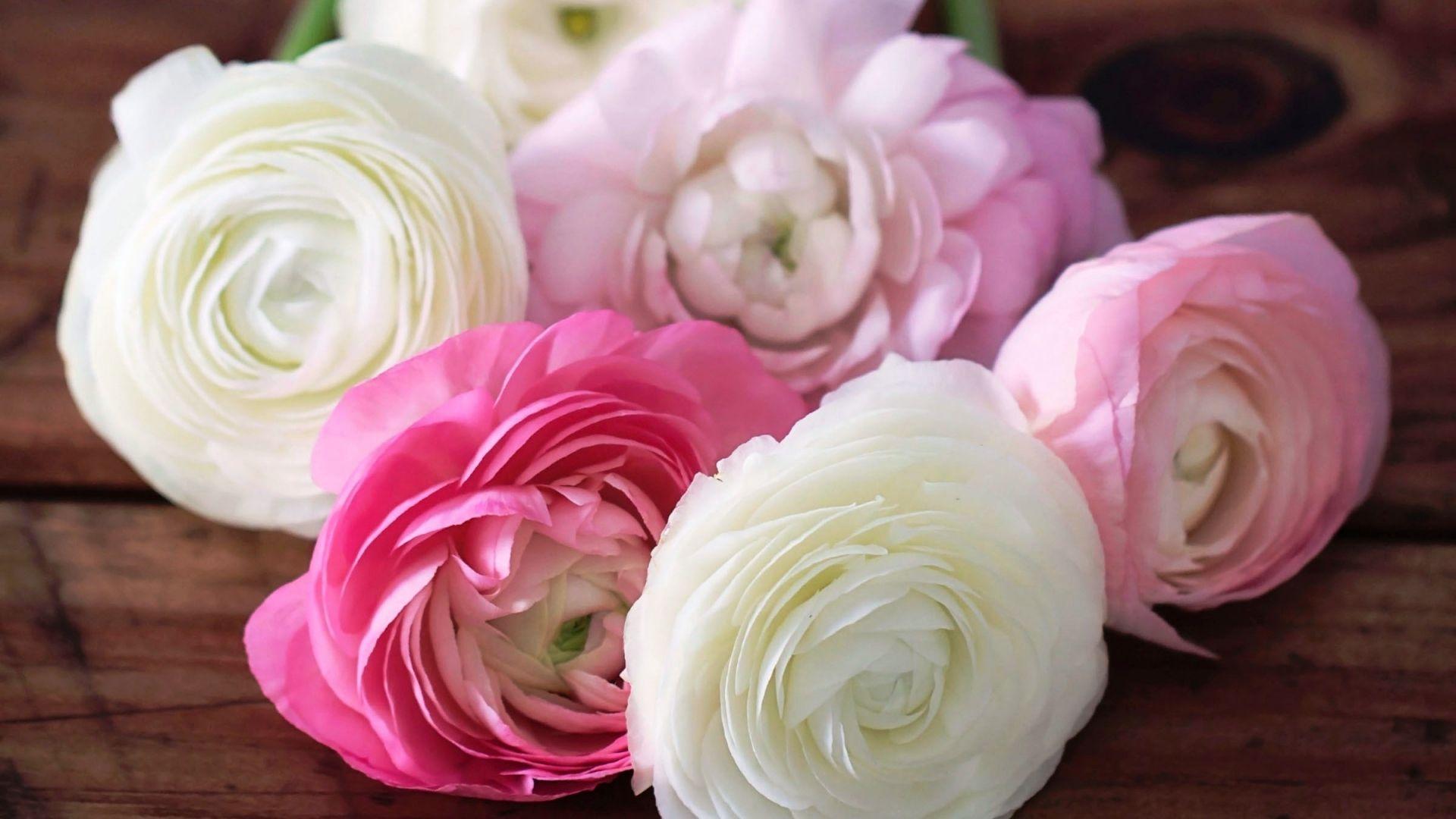 Ranunculus Wallpapers - Top Free Ranunculus Backgrounds - WallpaperAccess