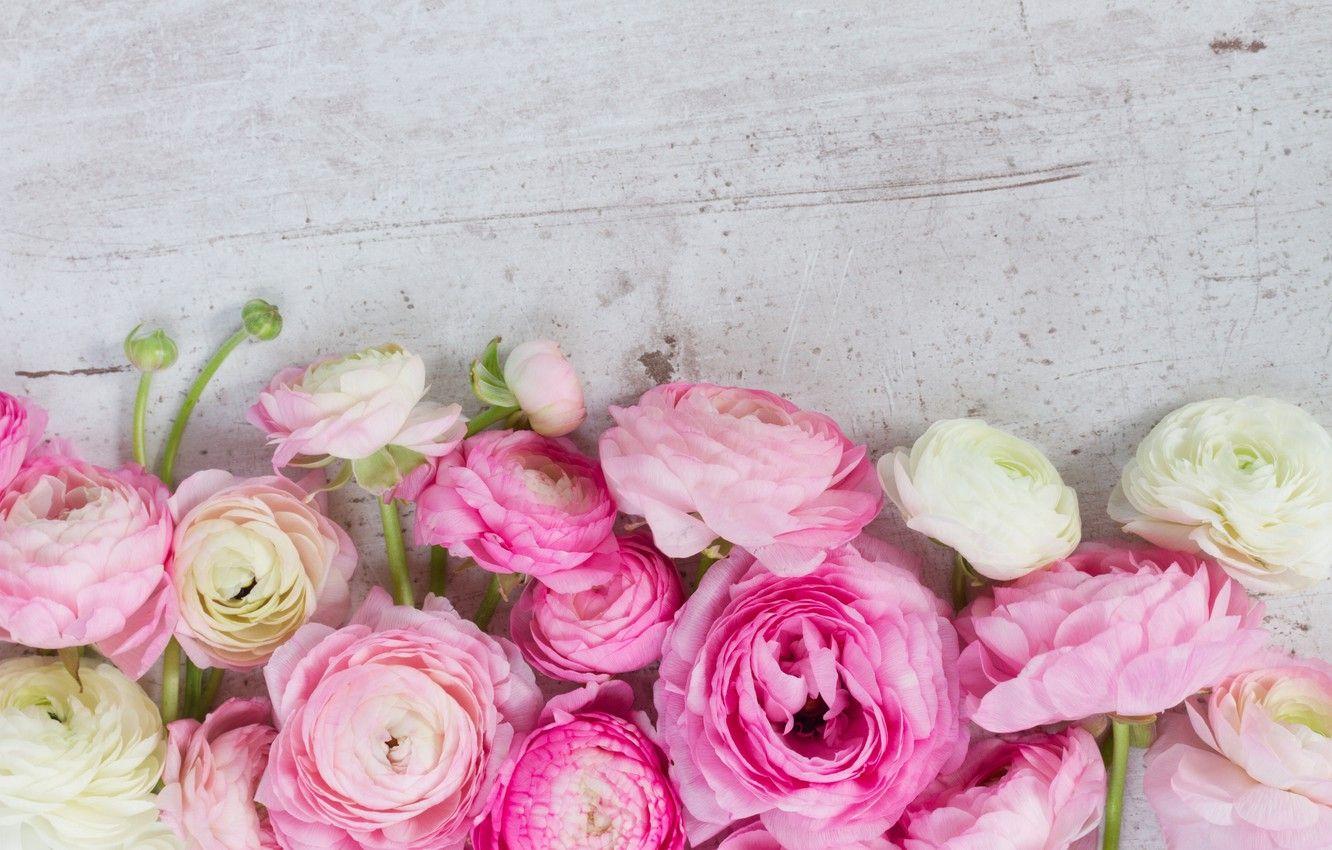 Ranunculus Wallpapers - Top Free Ranunculus Backgrounds - WallpaperAccess