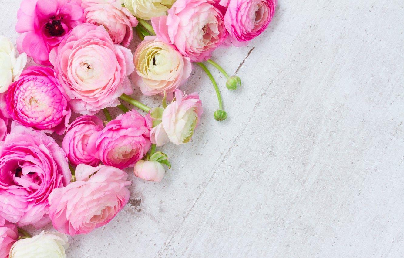 Ranunculus Wallpapers - Top Free Ranunculus Backgrounds - WallpaperAccess