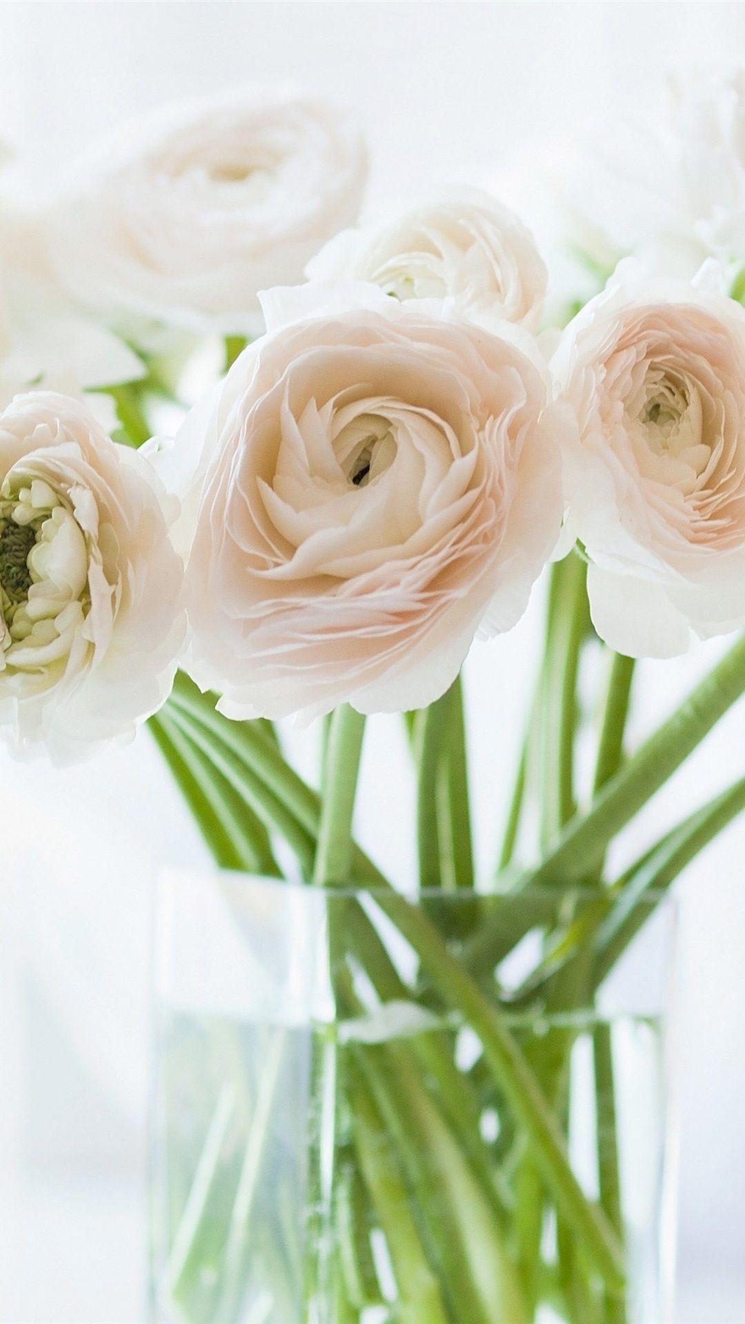 Ranunculus Wallpapers - Top Free Ranunculus Backgrounds - WallpaperAccess