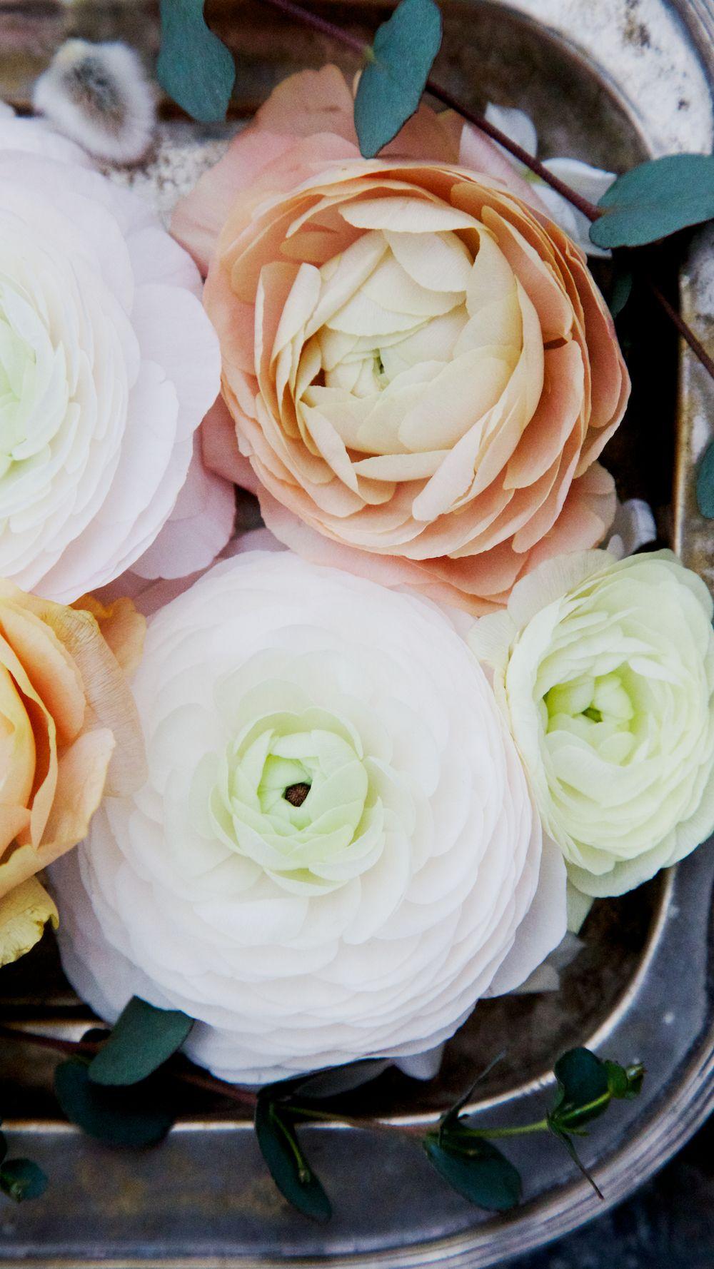 Ranunculus Wallpapers - Top Free Ranunculus Backgrounds - WallpaperAccess