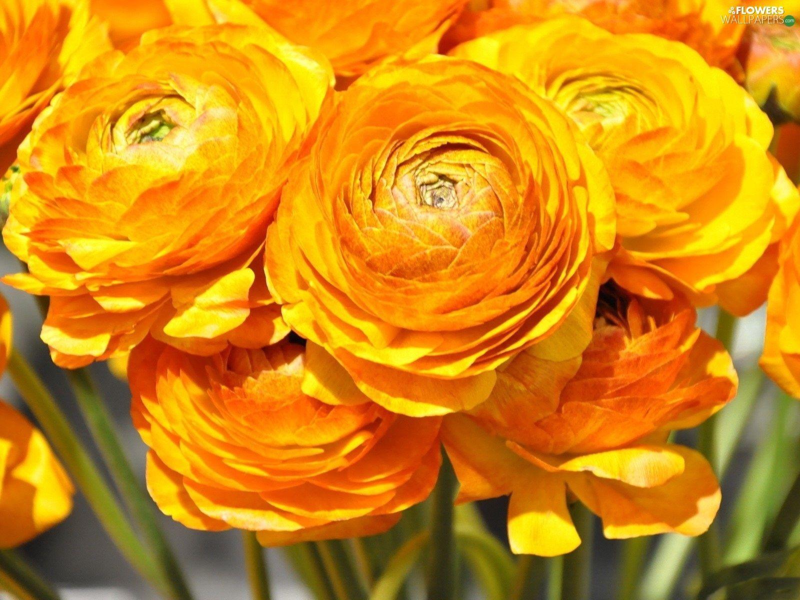 Ranunculus Wallpapers - Top Free Ranunculus Backgrounds - WallpaperAccess