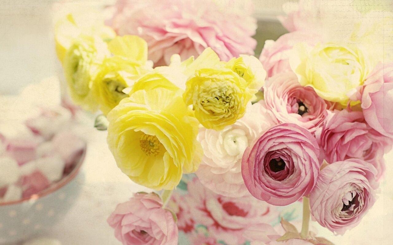Ranunculus Wallpapers - Top Free Ranunculus Backgrounds - WallpaperAccess