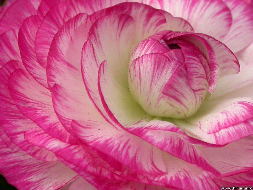 Ranunculus Wallpapers - Top Free Ranunculus Backgrounds - WallpaperAccess