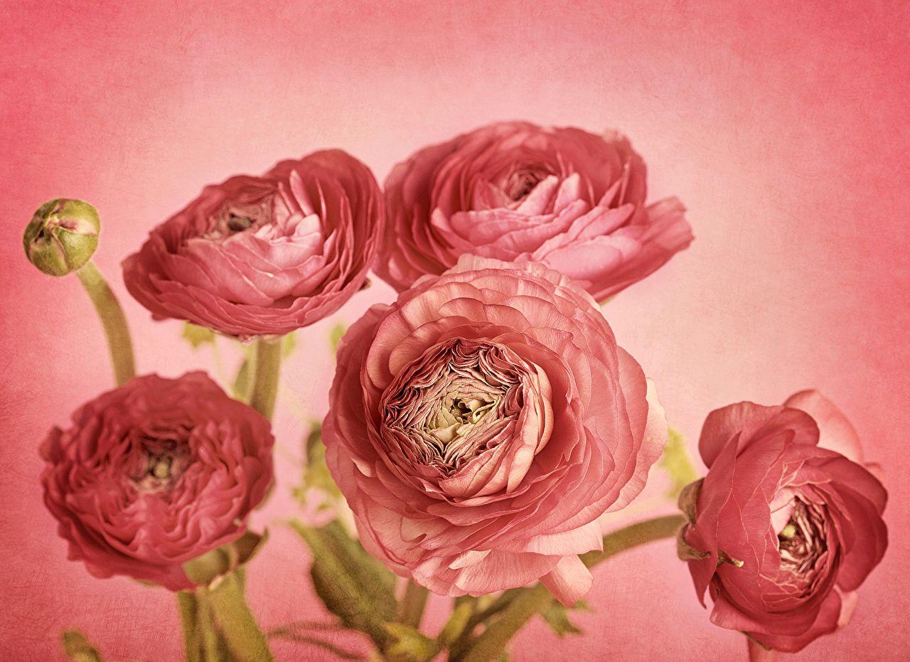 Ranunculus Wallpapers - Top Free Ranunculus Backgrounds - WallpaperAccess