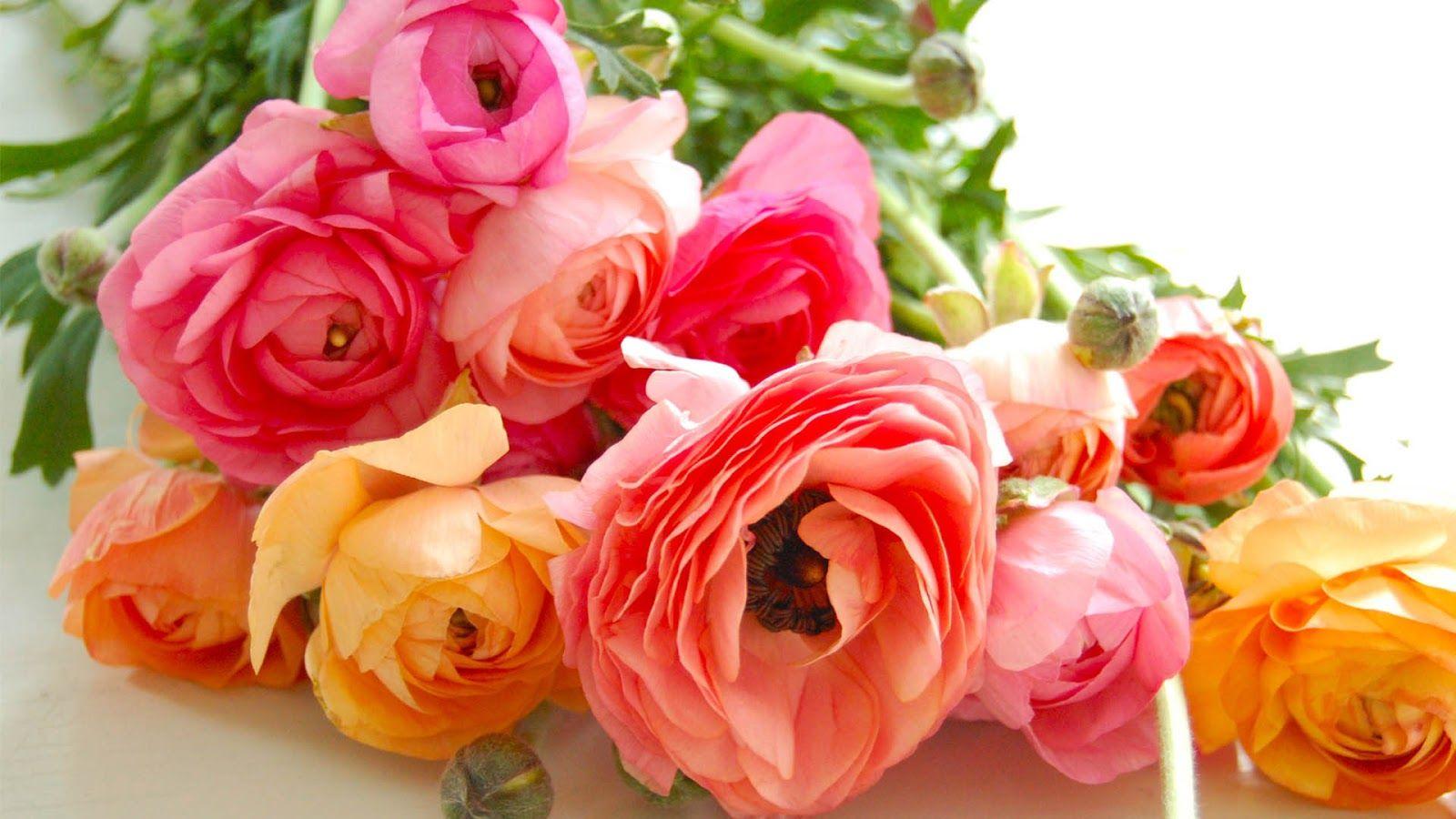 Ranunculus Wallpapers - Top Free Ranunculus Backgrounds - WallpaperAccess