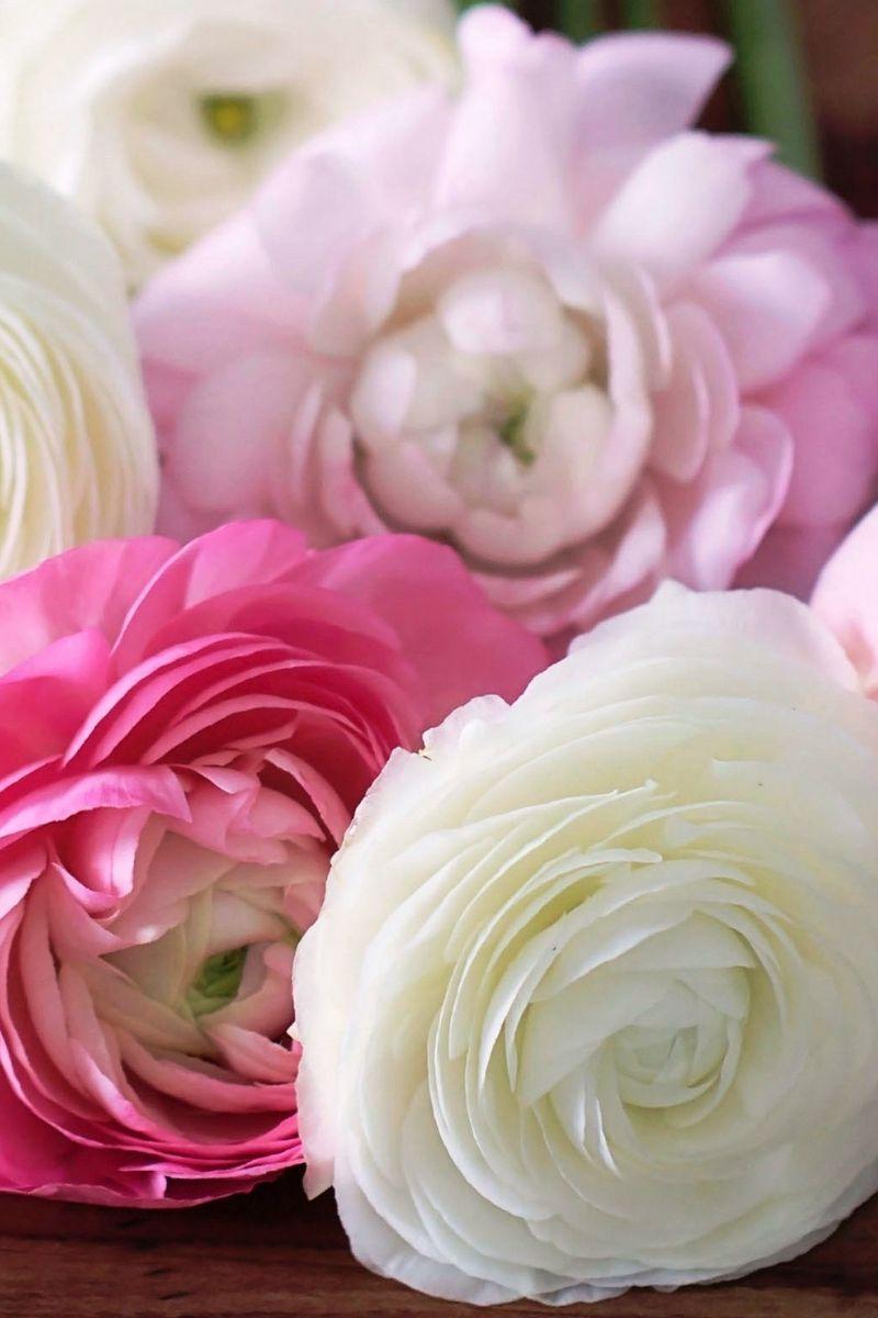 Ranunculus Wallpapers - Top Free Ranunculus Backgrounds - WallpaperAccess