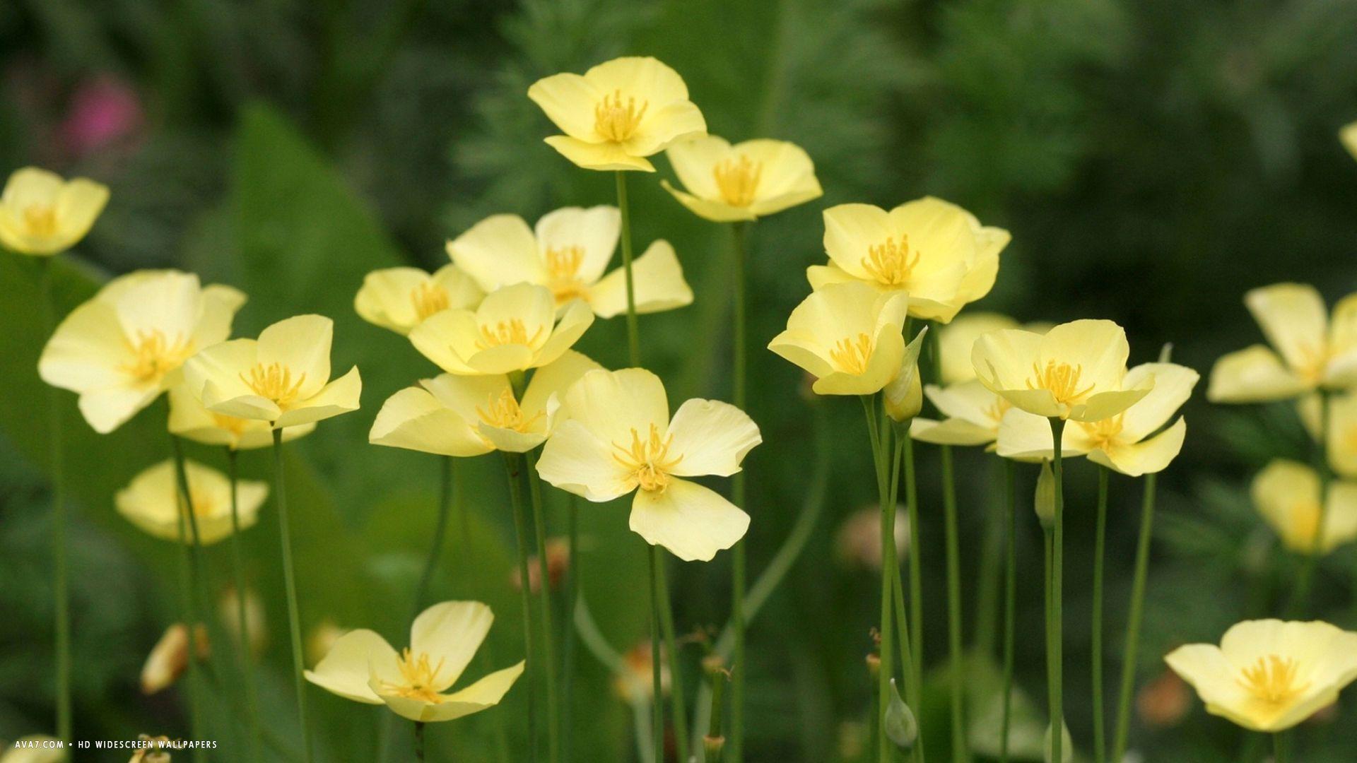 Ranunculus Wallpapers - Top Free Ranunculus Backgrounds - WallpaperAccess