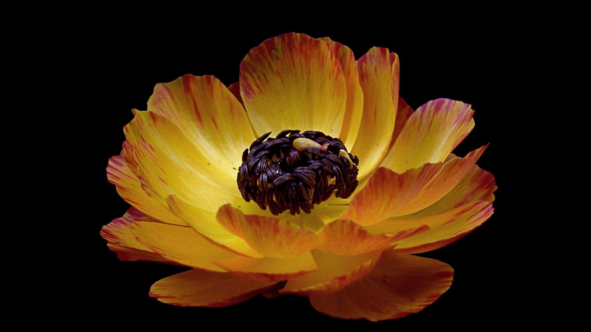 Ranunculus Wallpapers - Top Free Ranunculus Backgrounds - WallpaperAccess