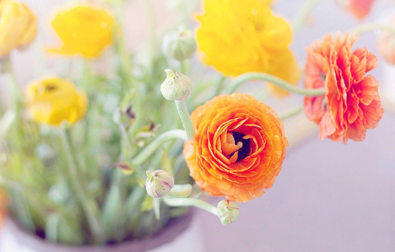 Ranunculus Wallpapers - Top Free Ranunculus Backgrounds - WallpaperAccess