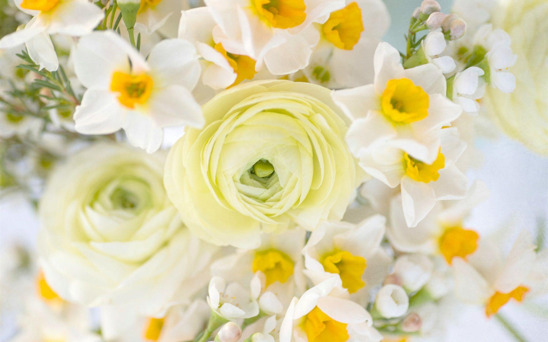 Ranunculus Wallpapers - Top Free Ranunculus Backgrounds - WallpaperAccess