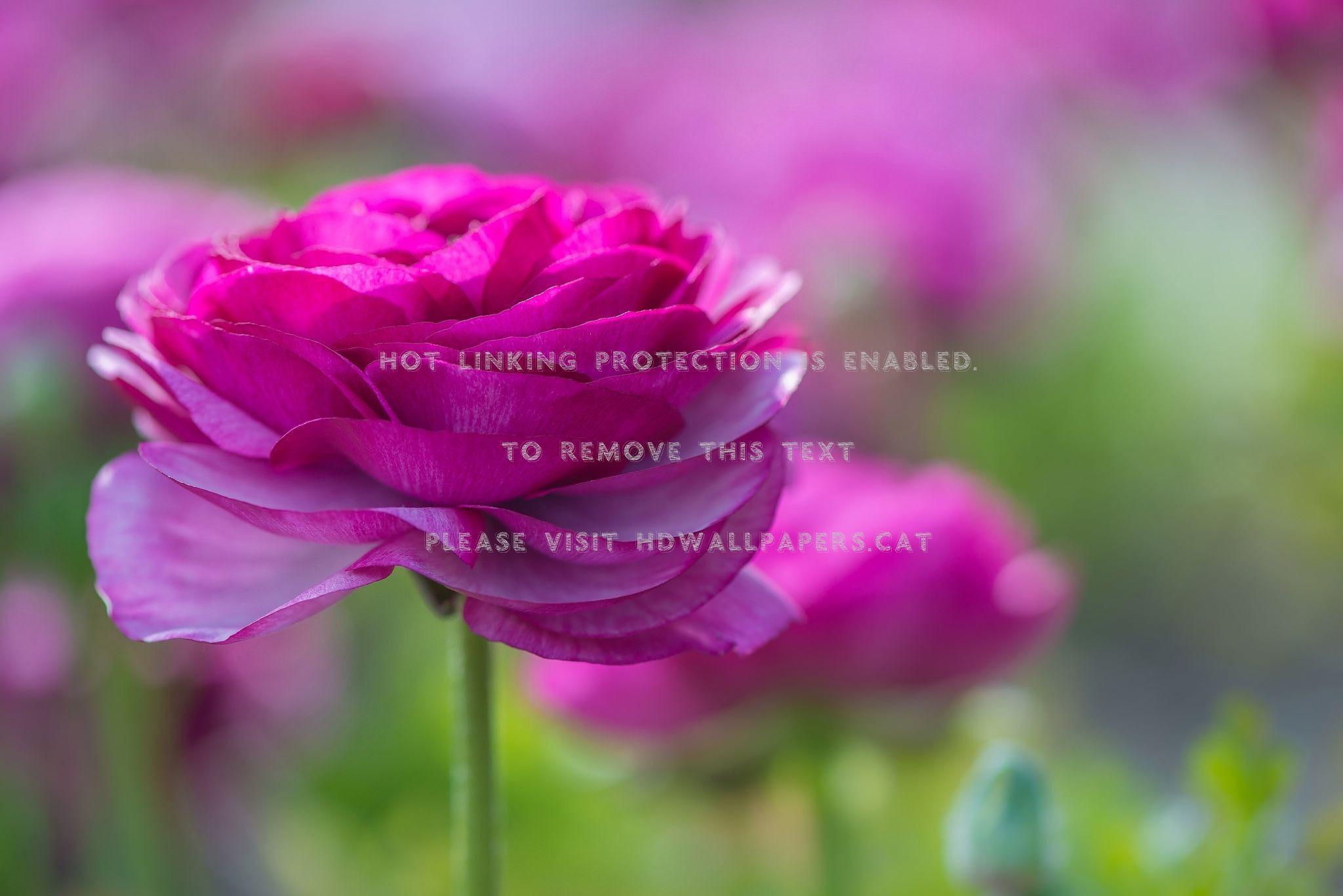 Ranunculus Wallpapers - Top Free Ranunculus Backgrounds - WallpaperAccess