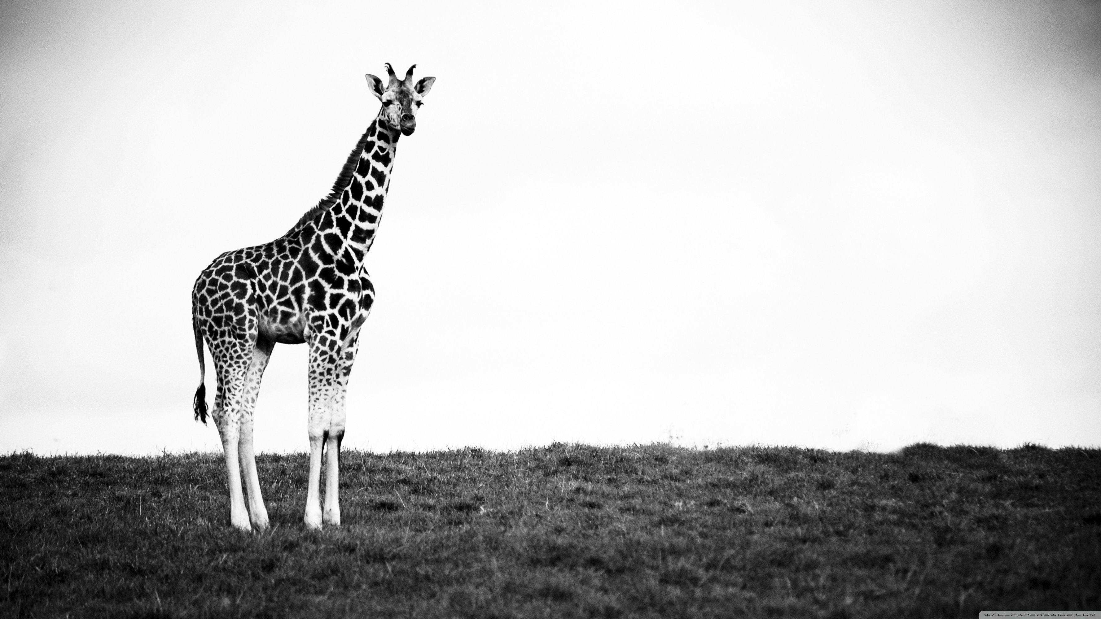 Giraffe Desktop Wallpapers - Top Free Giraffe Desktop Backgrounds ...