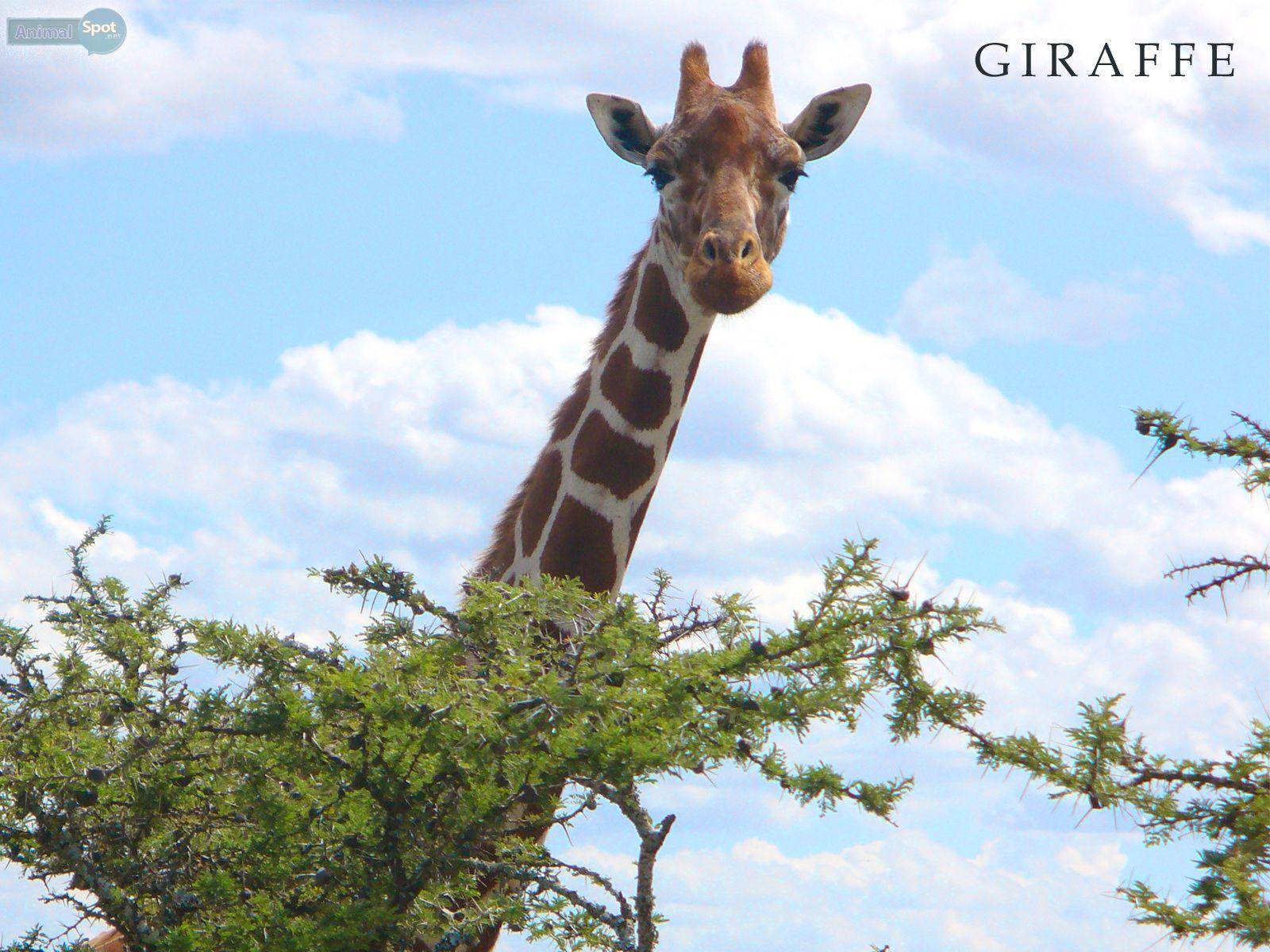 Giraffe Desktop Wallpapers - Top Free Giraffe Desktop Backgrounds ...