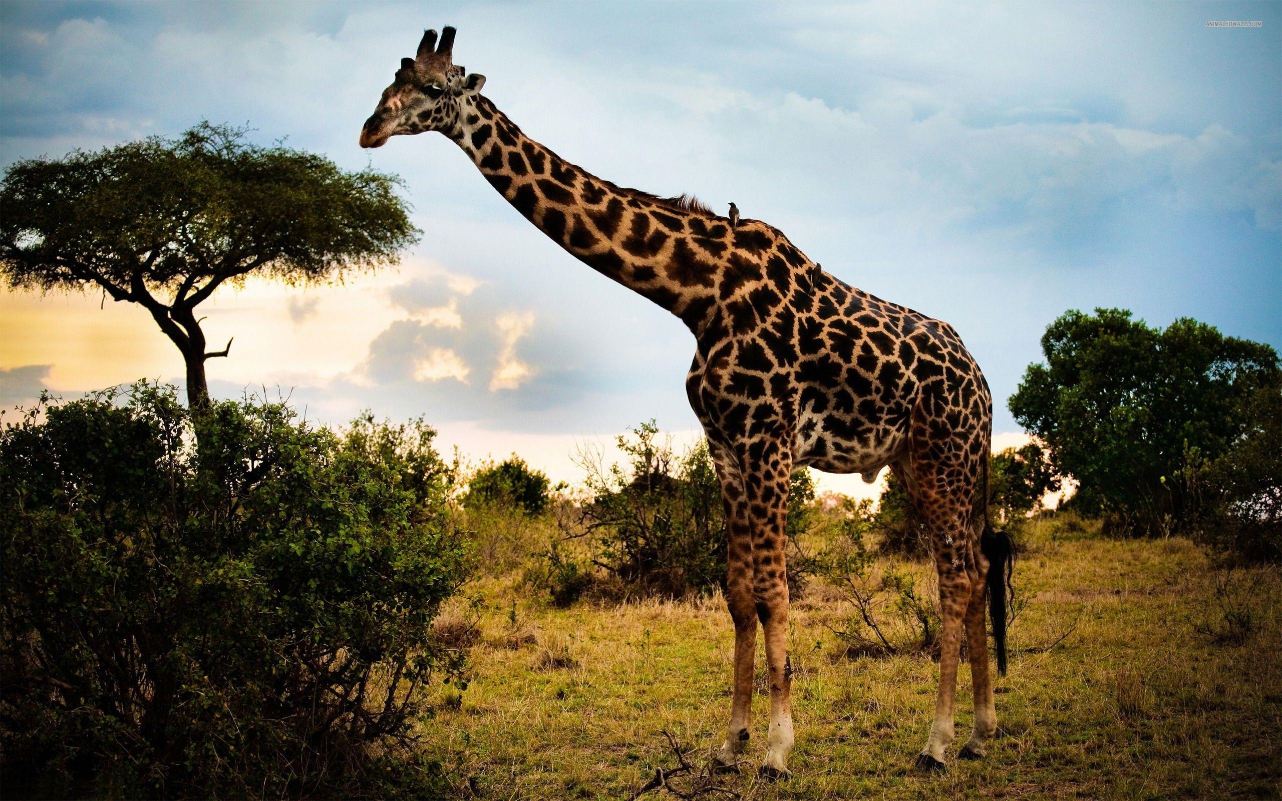 Giraffe Desktop Wallpapers - Top Free Giraffe Desktop Backgrounds ...