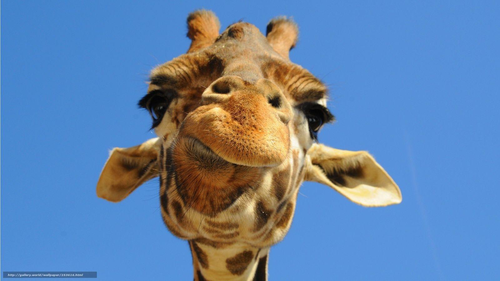 Giraffe Desktop Wallpapers - Top Free Giraffe Desktop Backgrounds ...