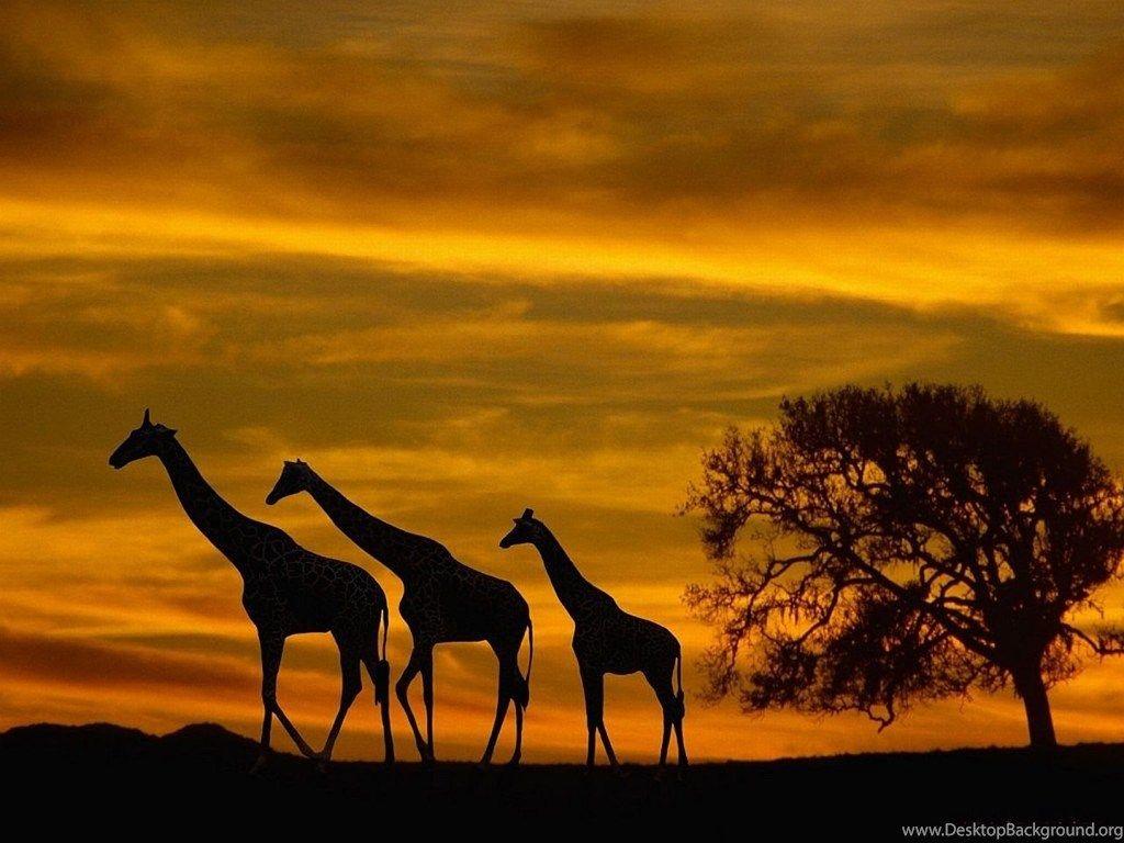 Giraffe Desktop Wallpapers - Top Free Giraffe Desktop Backgrounds ...
