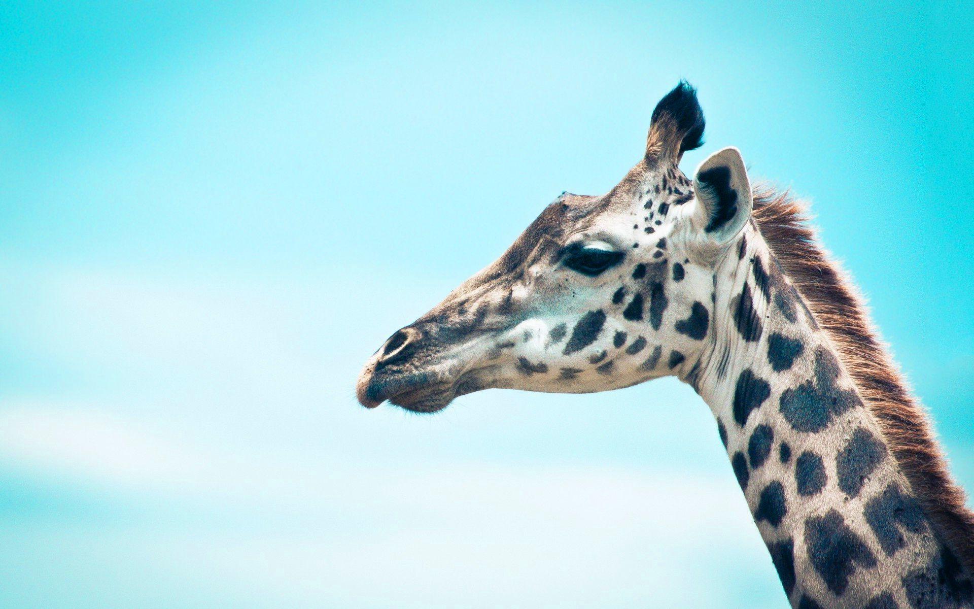 Giraffe Desktop Wallpapers - Top Free Giraffe Desktop Backgrounds ...