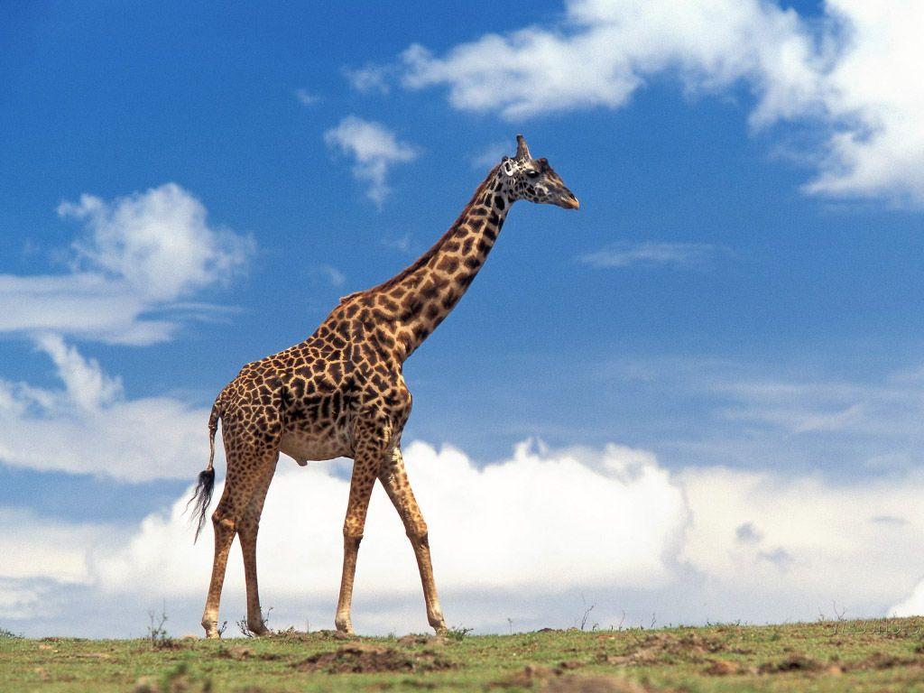 Giraffe Desktop Wallpapers - Top Free Giraffe Desktop Backgrounds ...