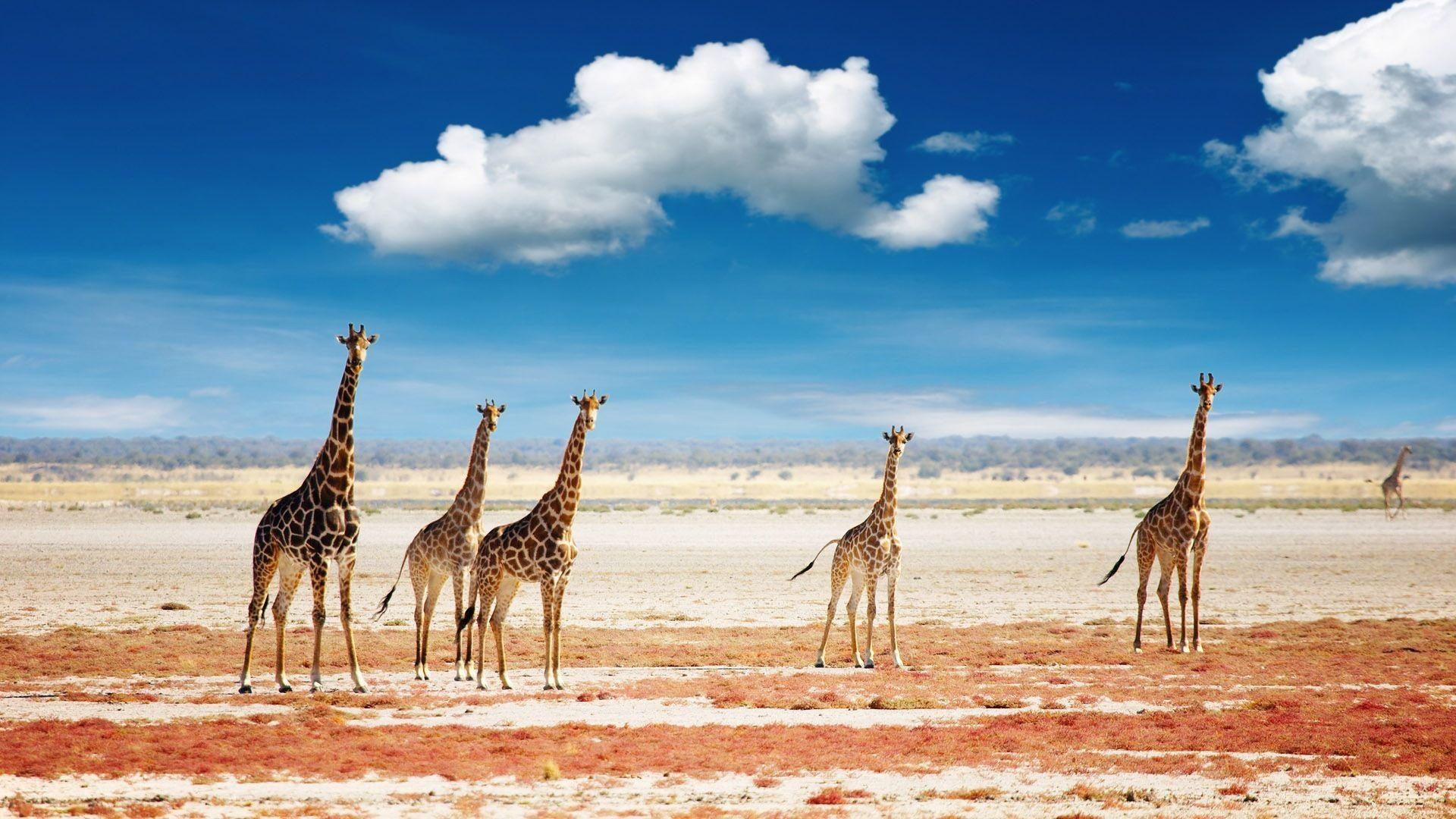 Giraffe Desktop Wallpapers - Top Free Giraffe Desktop Backgrounds ...