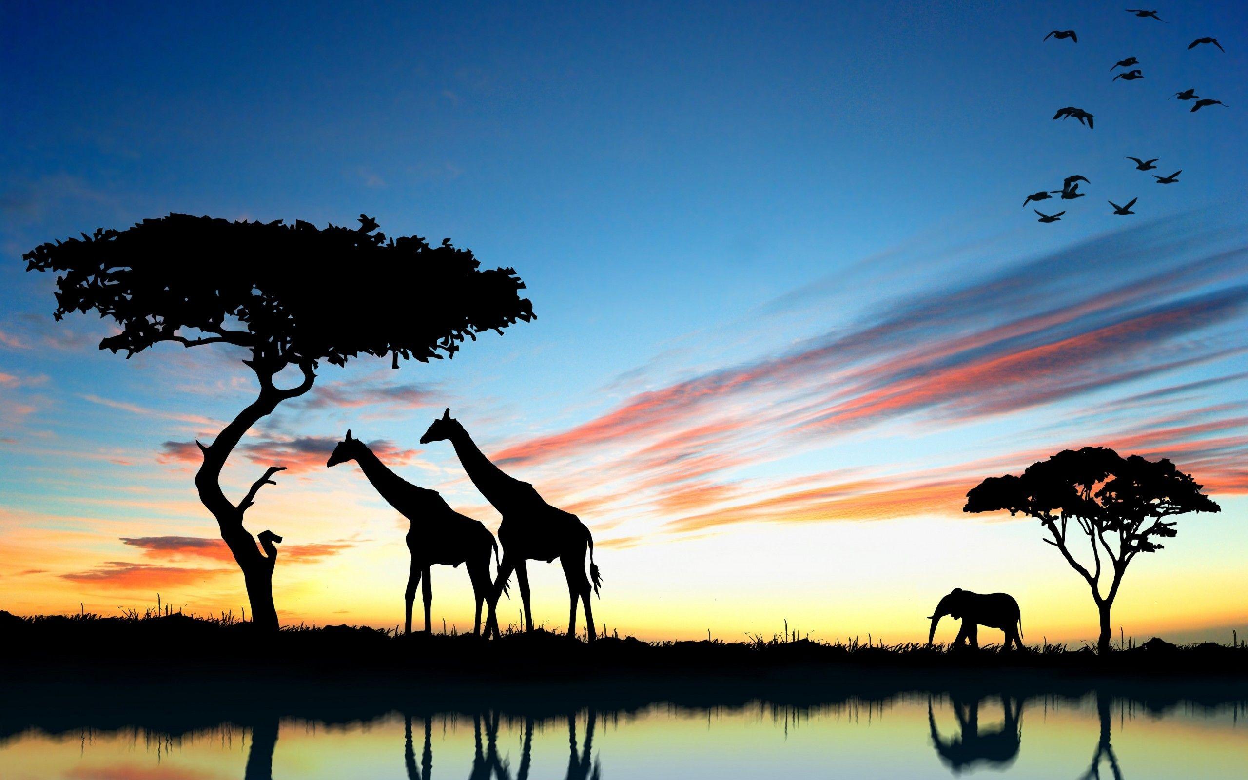 Giraffe Desktop Wallpapers - Top Free Giraffe Desktop Backgrounds ...
