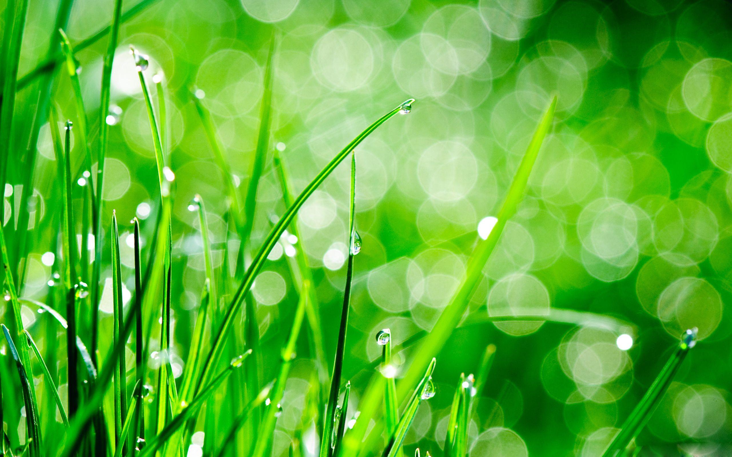 Grass Desktop Wallpapers - Top Free Grass Desktop Backgrounds ...