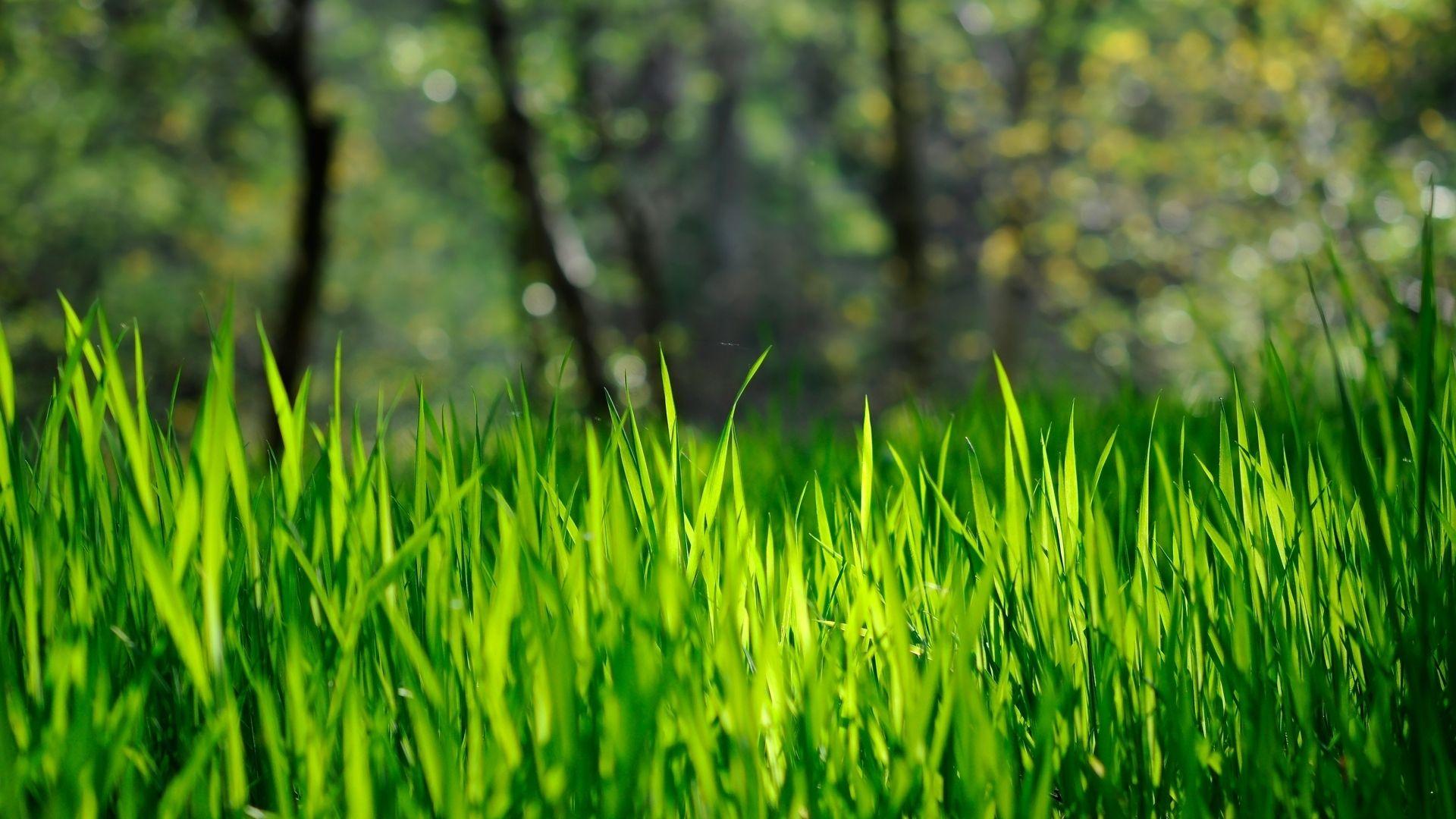 Grass Desktop Wallpapers - Top Free Grass Desktop Backgrounds ...