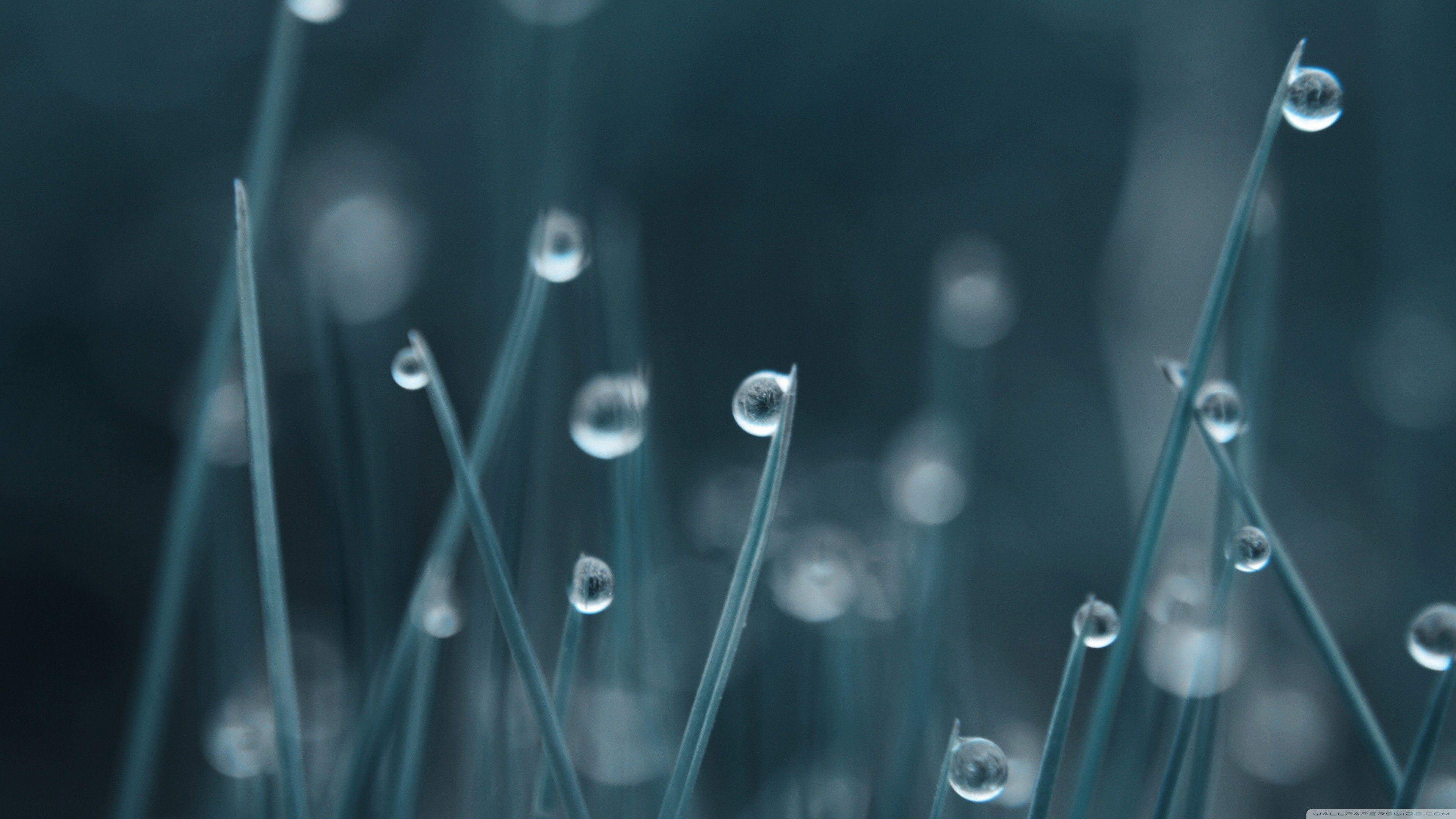 Blue Grass Wallpapers - Top Free Blue Grass Backgrounds - WallpaperAccess