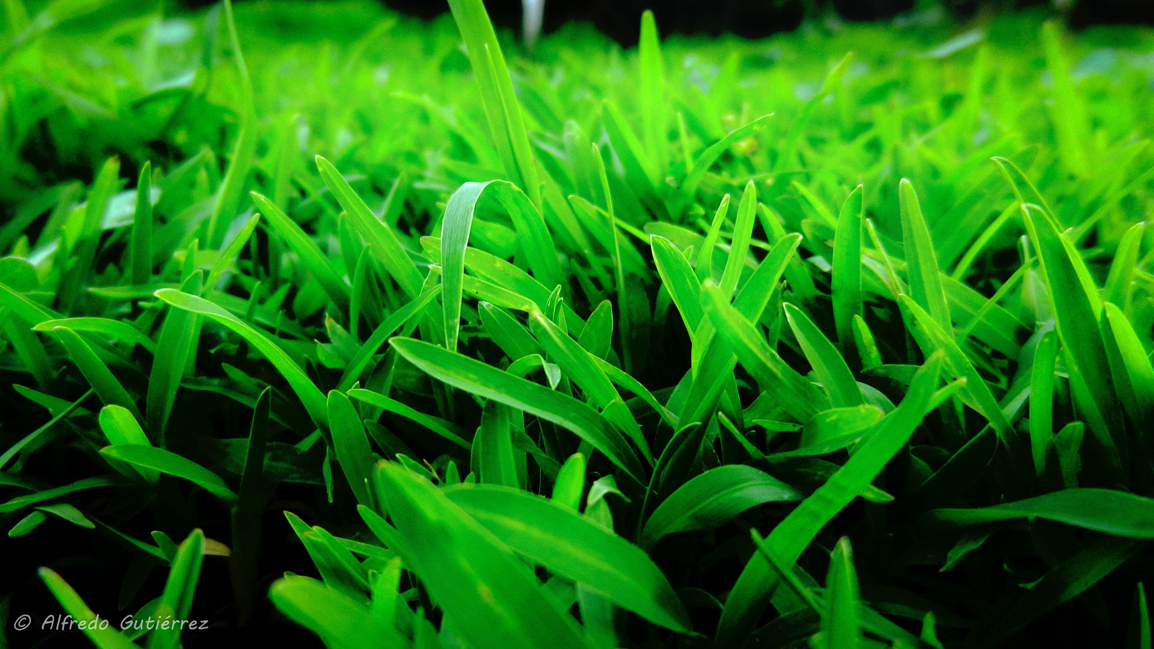 Grass Desktop Wallpapers - Top Free Grass Desktop Backgrounds ...