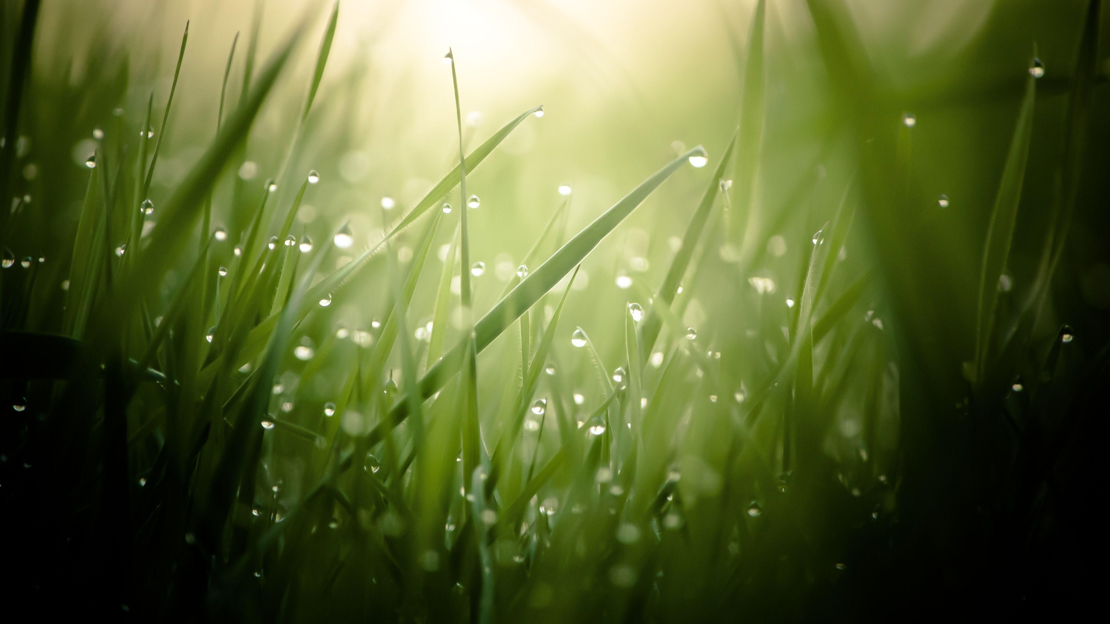 Grass Desktop Wallpapers - Top Free Grass Desktop Backgrounds ...
