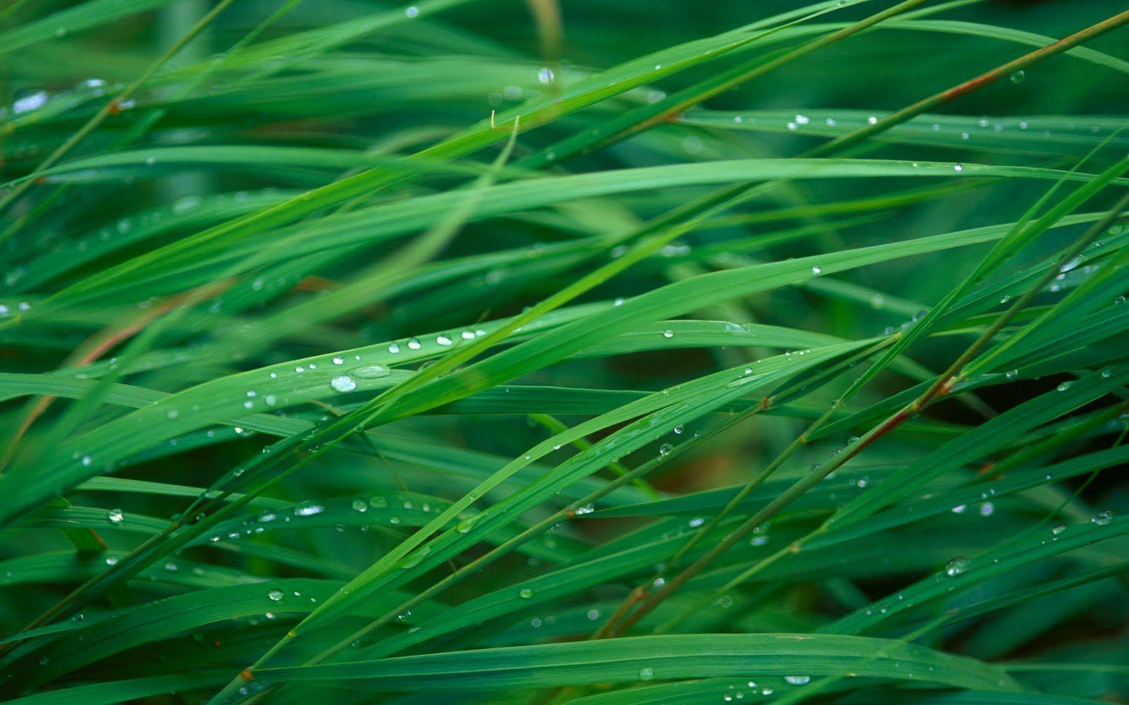 Grass Desktop Wallpapers - Top Free Grass Desktop Backgrounds ...