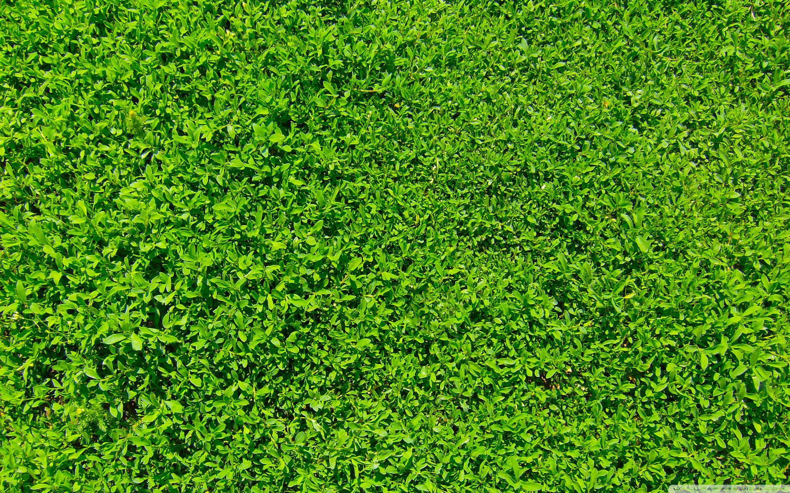 Grass Desktop Wallpapers - Top Free Grass Desktop Backgrounds ...