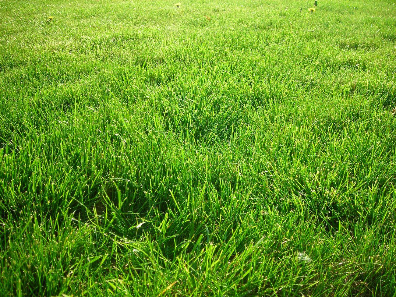 Grass Desktop Wallpapers - Top Free Grass Desktop Backgrounds ...