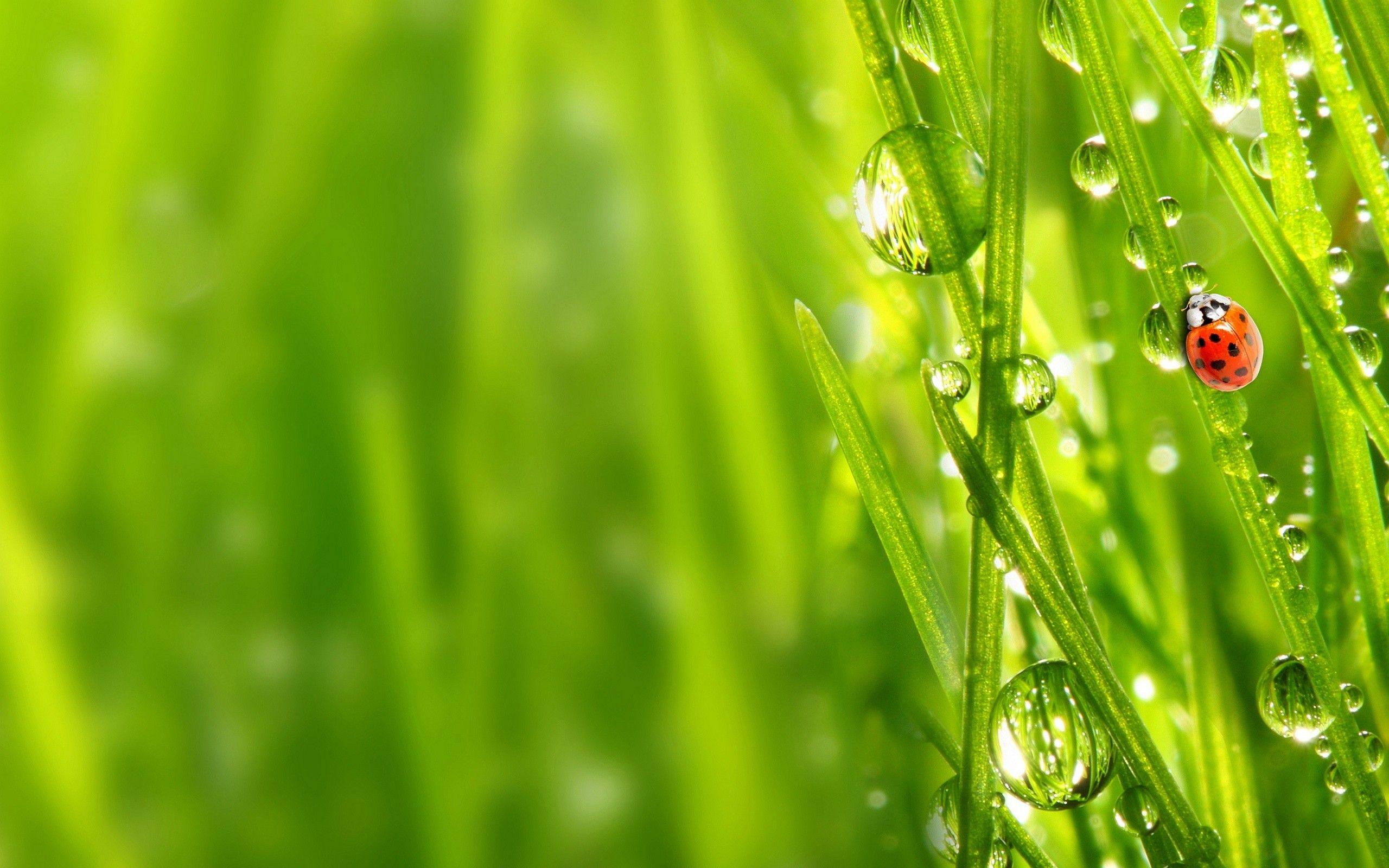 Grass Desktop Wallpapers - Top Free Grass Desktop Backgrounds ...